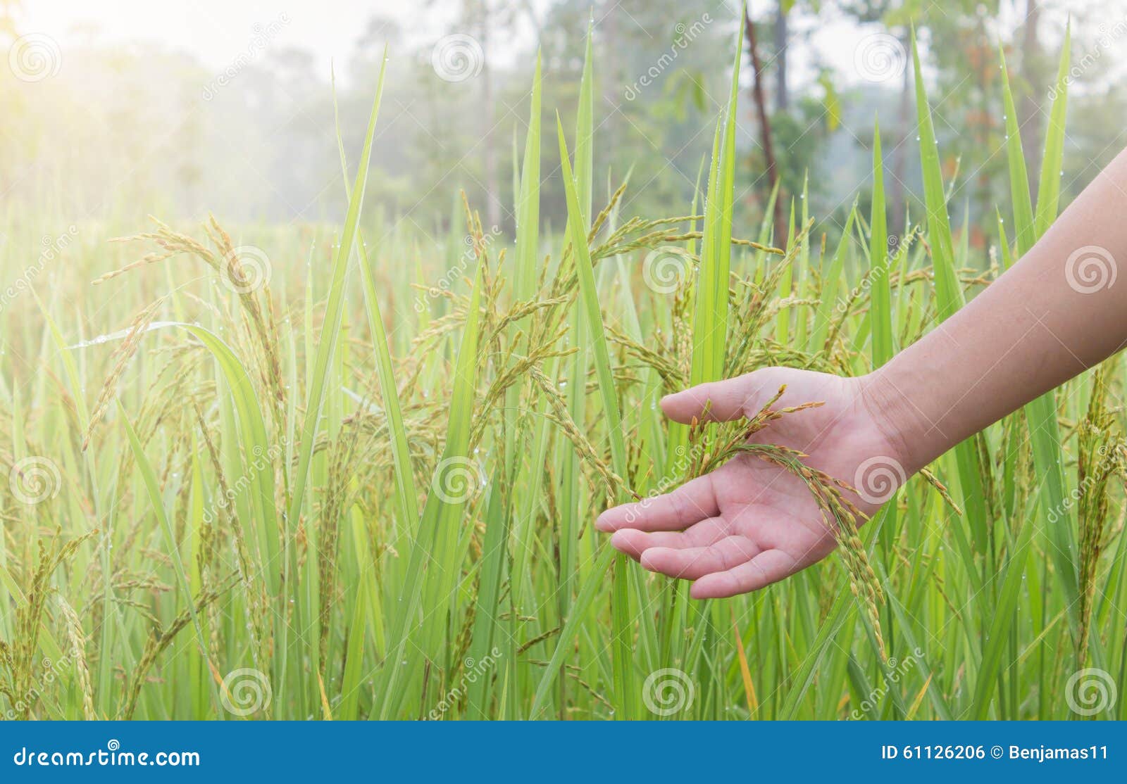 Hand Holding of Rice in the Field Stock Photo - Image of rural, nature ...