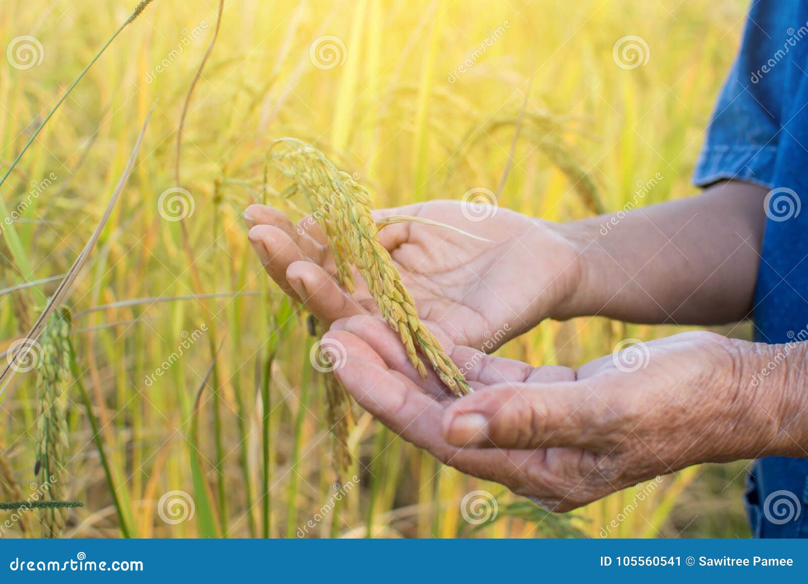 Hand holding rice on field stock image. Image of hand - 105560541