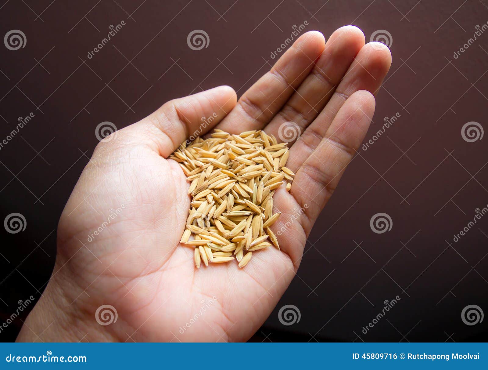Hand Holding Rice Grain on Black Background. Stock Photo - Image of ...