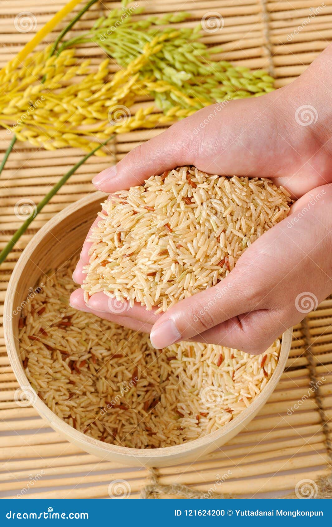 Rice grain with women hand stock photo. Image of hunger - 121624200