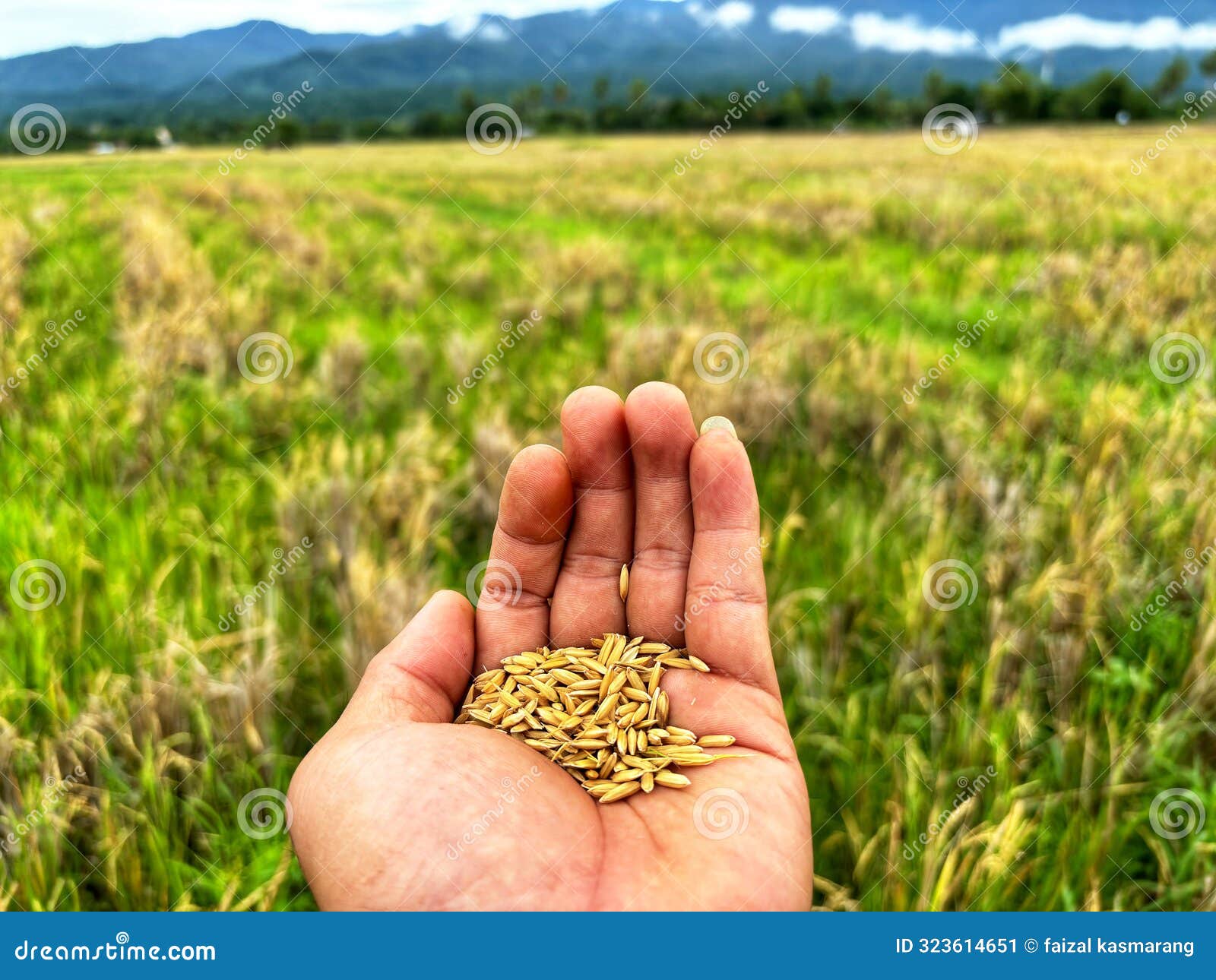 The hand holding the rice stock image. Image of food - 323614651