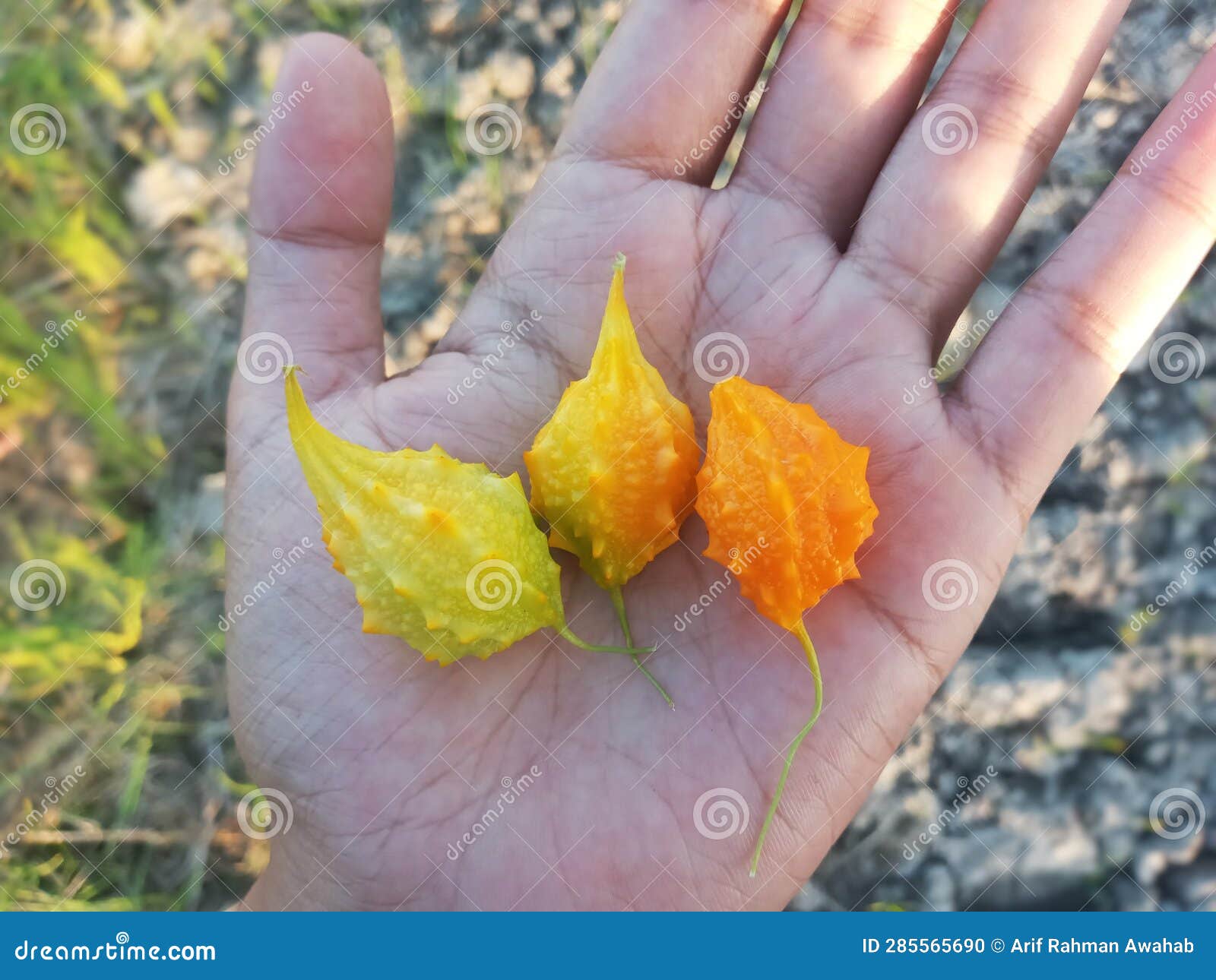 Hand Holding Ripe Bitter Gourd Fruit on with Blurred Background Stock ...