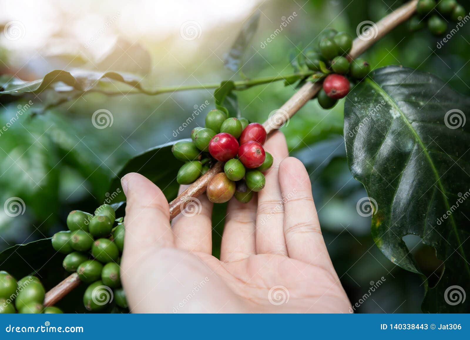 Hand Holding Ripe Coffee Bean,Worker Harvest Arabica Coffee Bean from ...