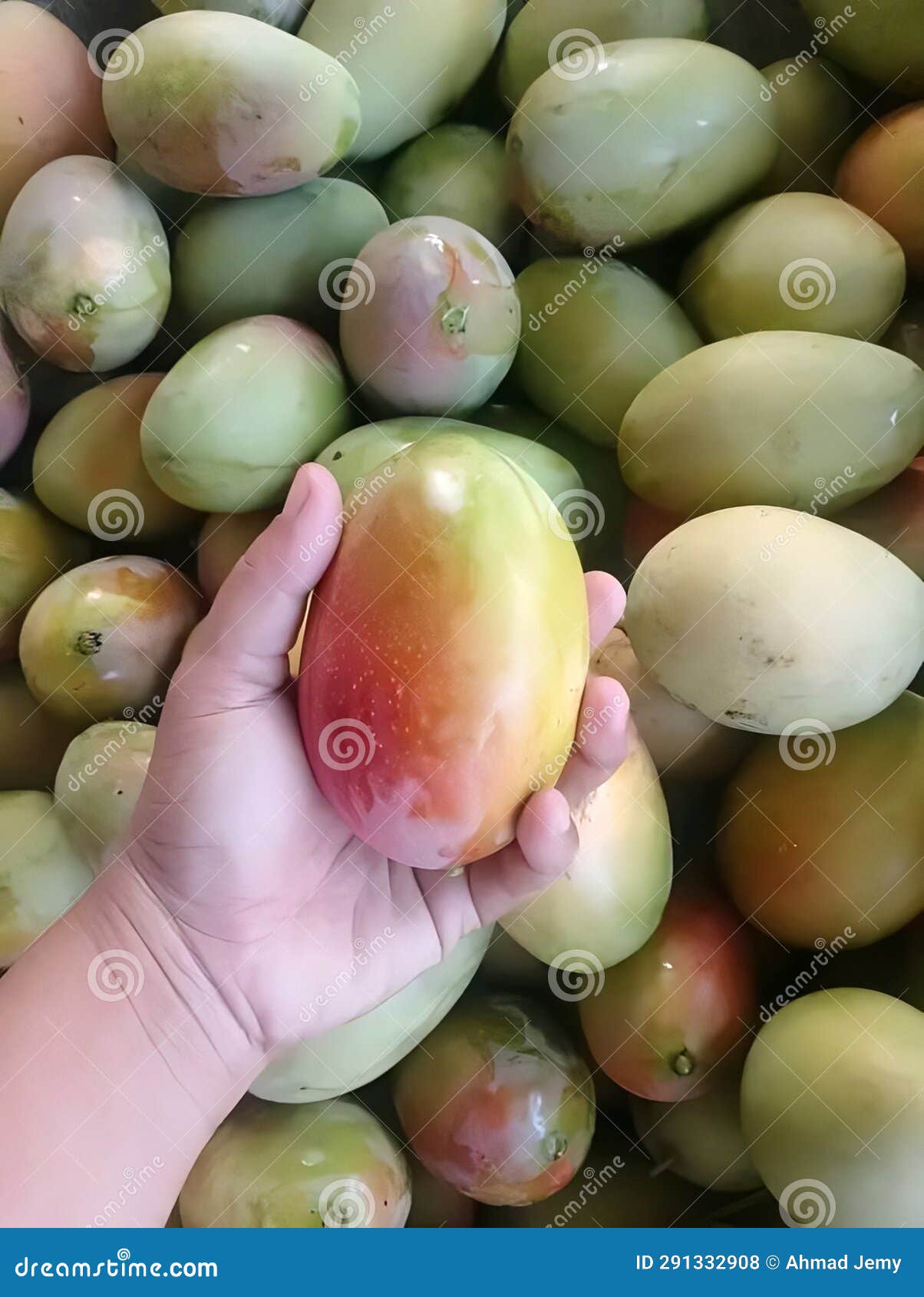 Hand Holding a Ripe Mango Above a Large Collection of Mangoes Stock ...