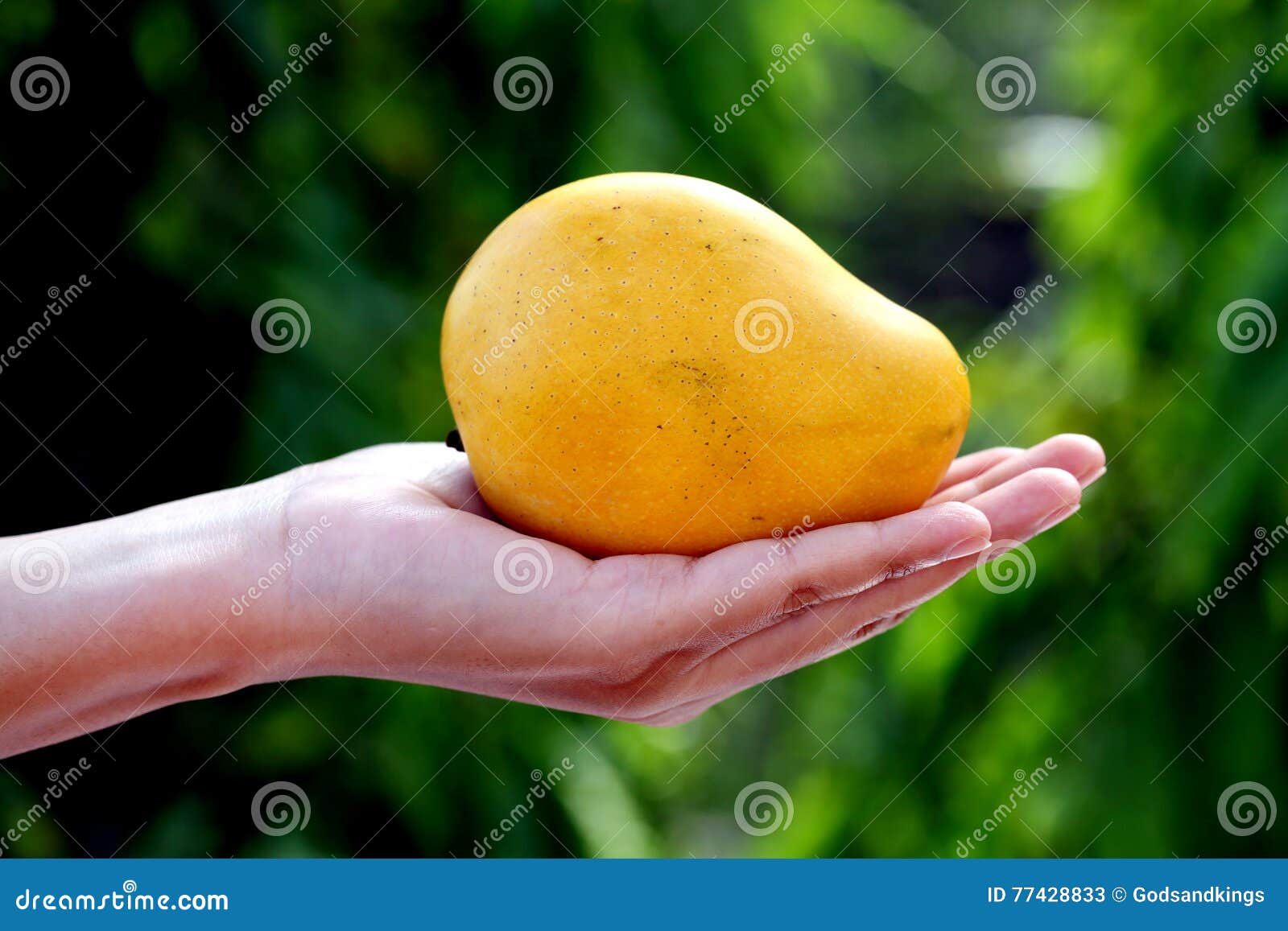 Hand Holding Ripe Mango Against Green Background Stock Image - Image of ...