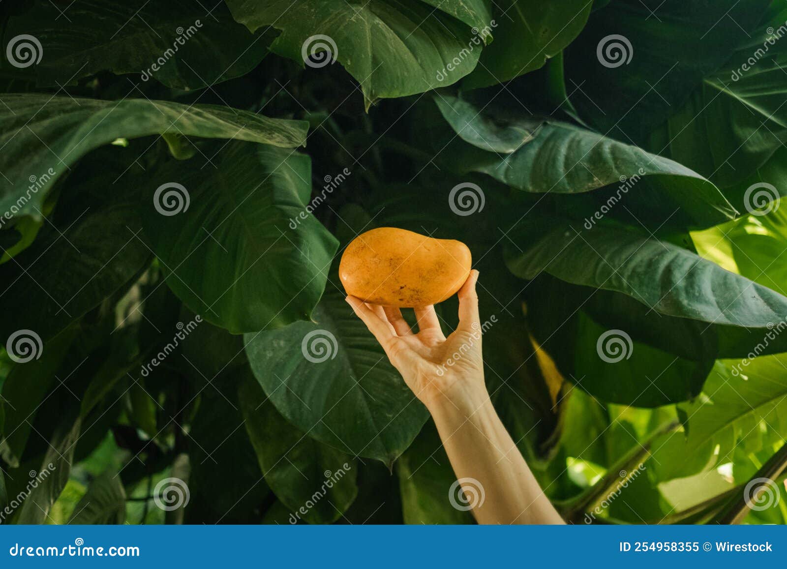 Hand Holding a Ripe Mango in Front of the Green Leaves Stock Image ...