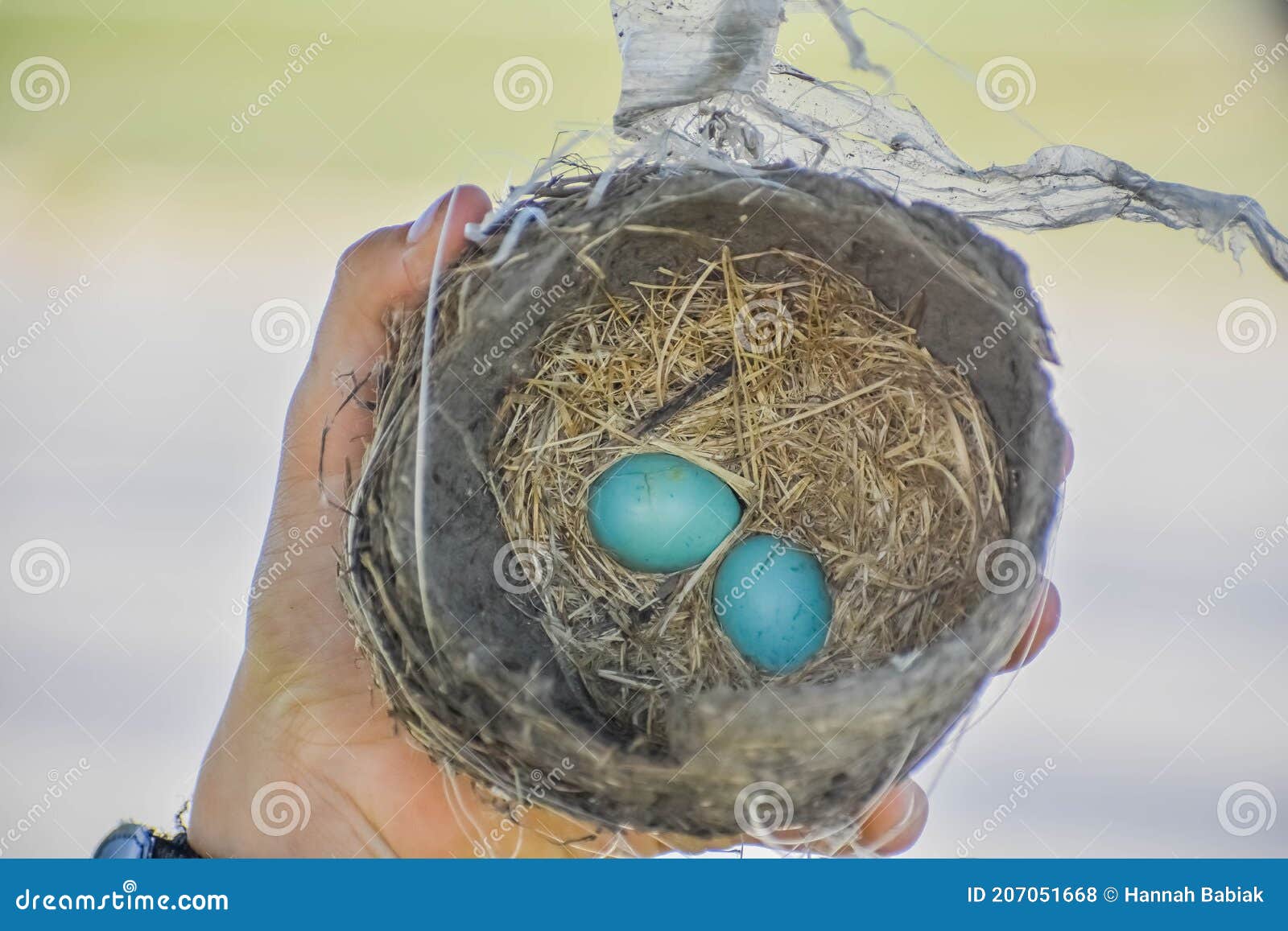 Hand Holding a Robin`s Bird Nest with Eggs Stock Photo - Image of blue ...