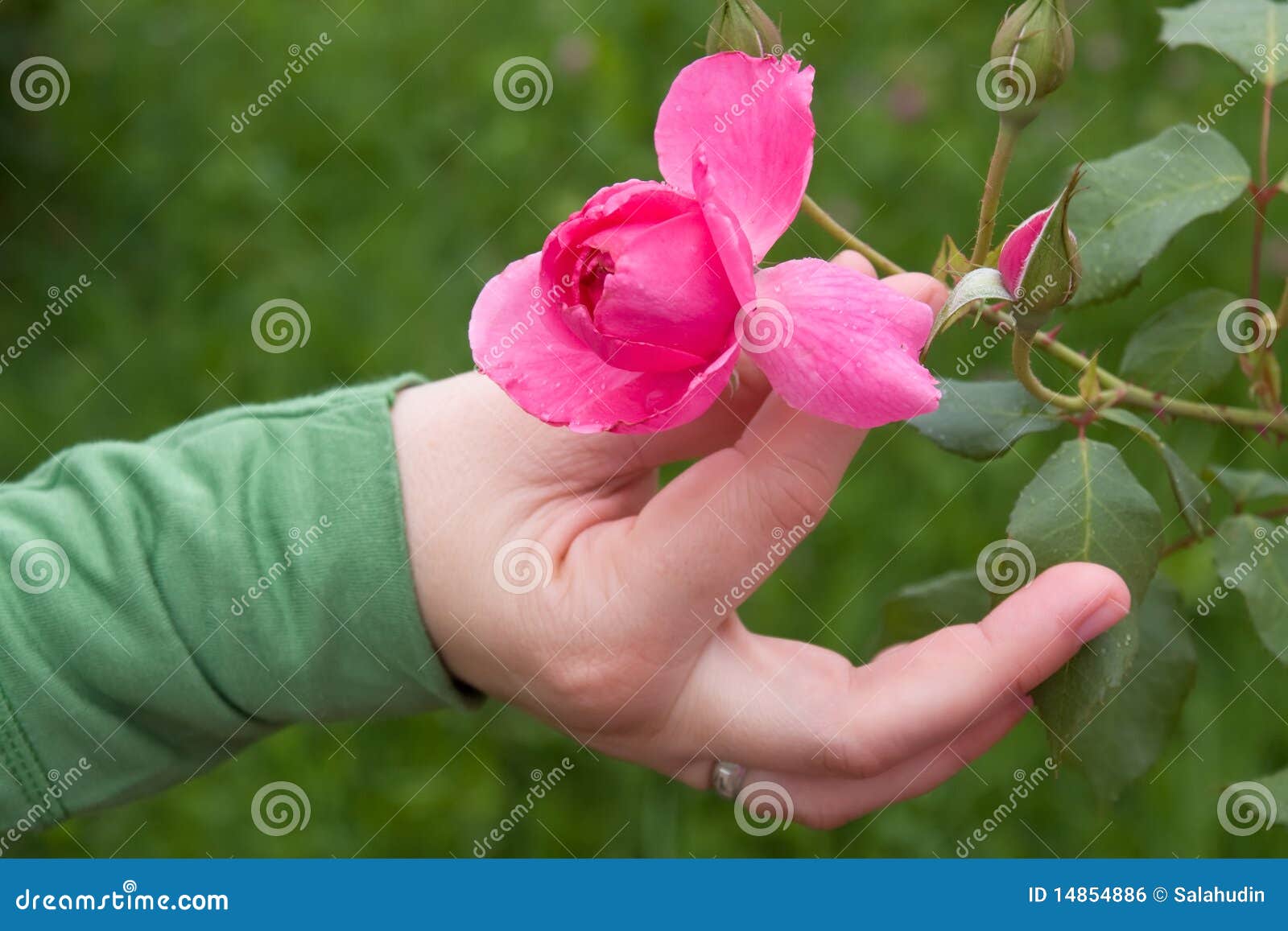 Hand holding rose stock photo. Image of fingers, holding - 14854886
