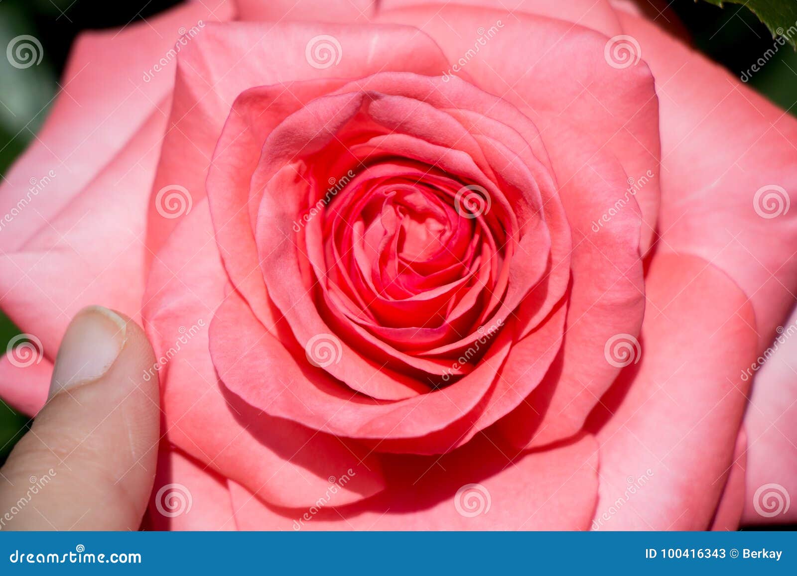 Hand Holding a Rose in a Rose Garden Stock Image - Image of love ...