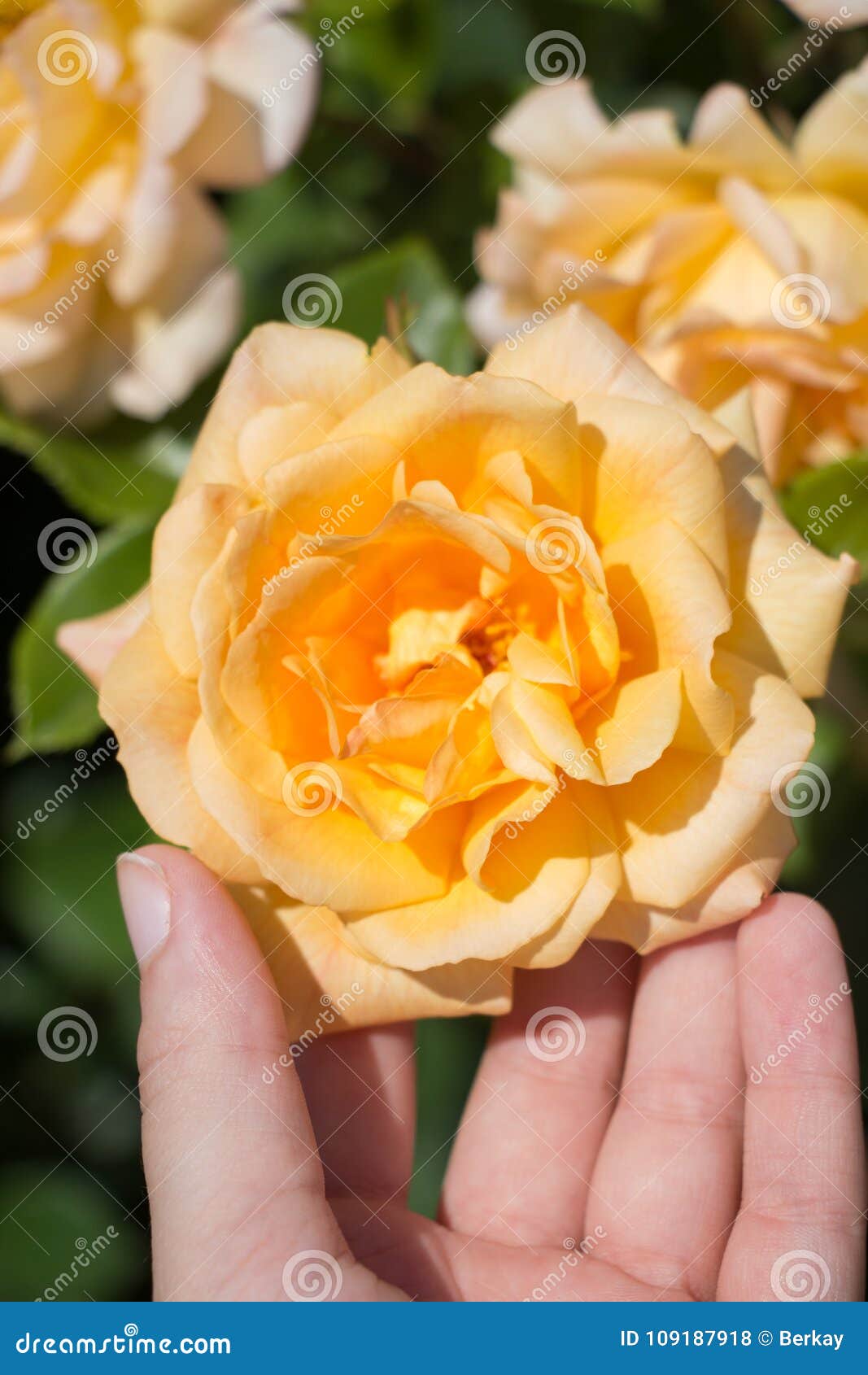 Hand Holding a Rose in a Rose Garden Stock Photo - Image of spring ...