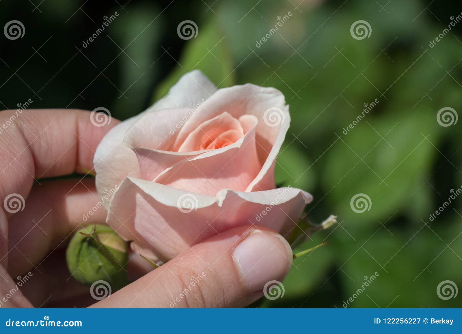 Hand Holding a Rose in a Rose Garden Stock Image - Image of white ...