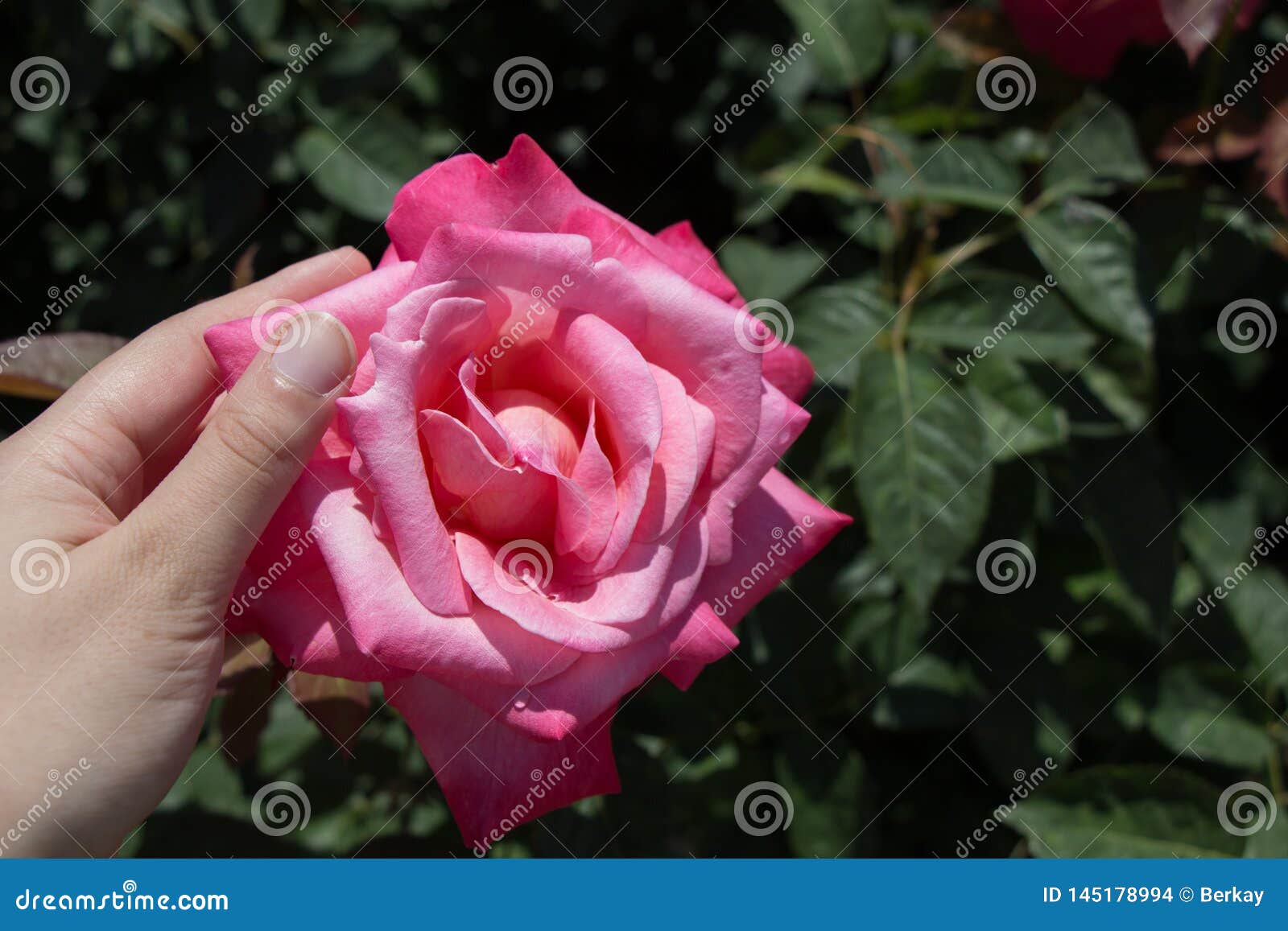 Hand Holding a Rose in a Rose Garden Stock Photo - Image of floral ...