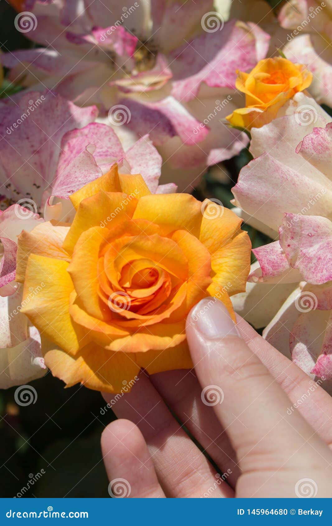 Hand Holding a Rose in a Rose Garden Stock Photo - Image of roses, rose ...