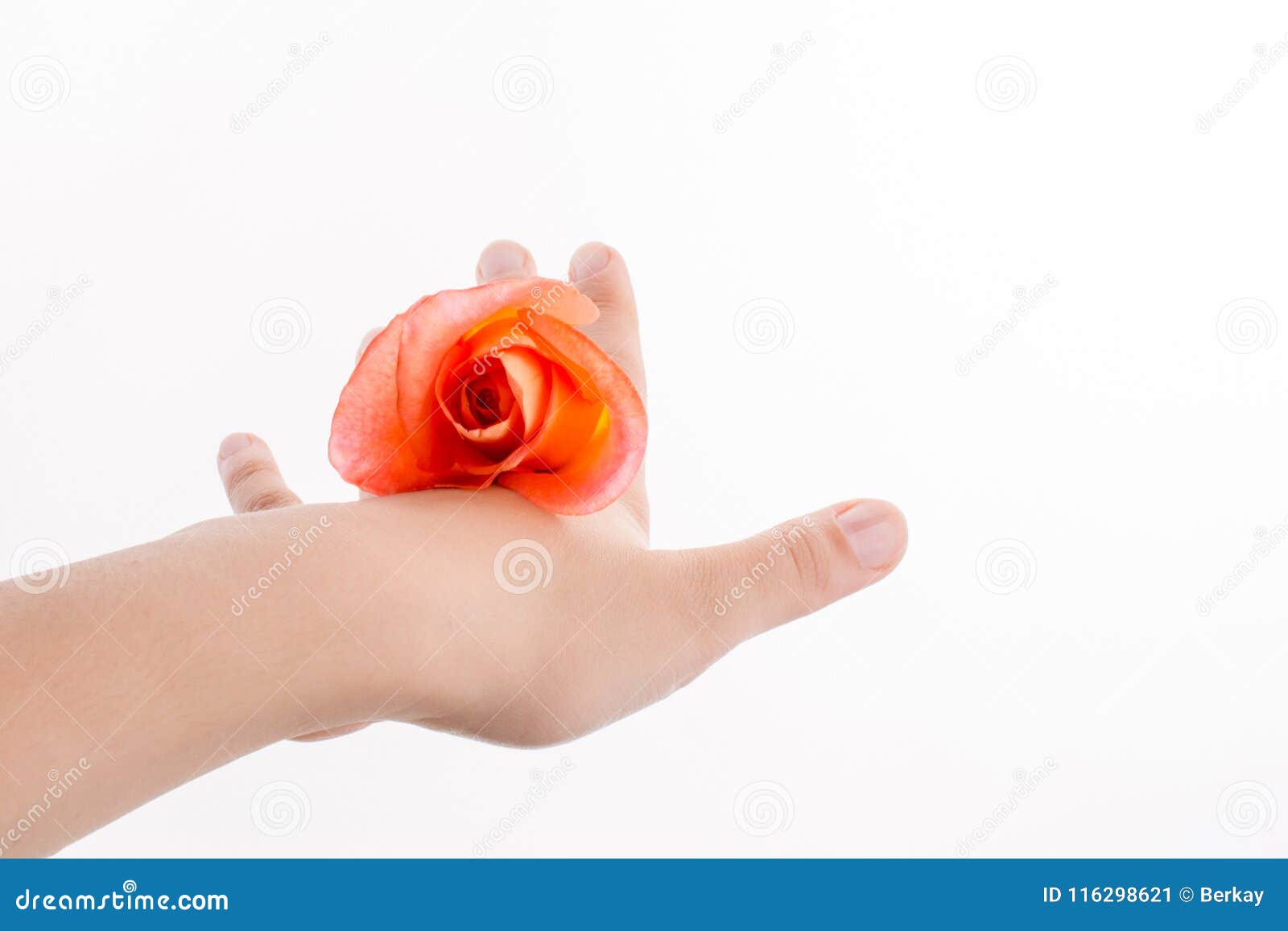 Hand holding a rose stock image. Image of abstract, love - 116298621