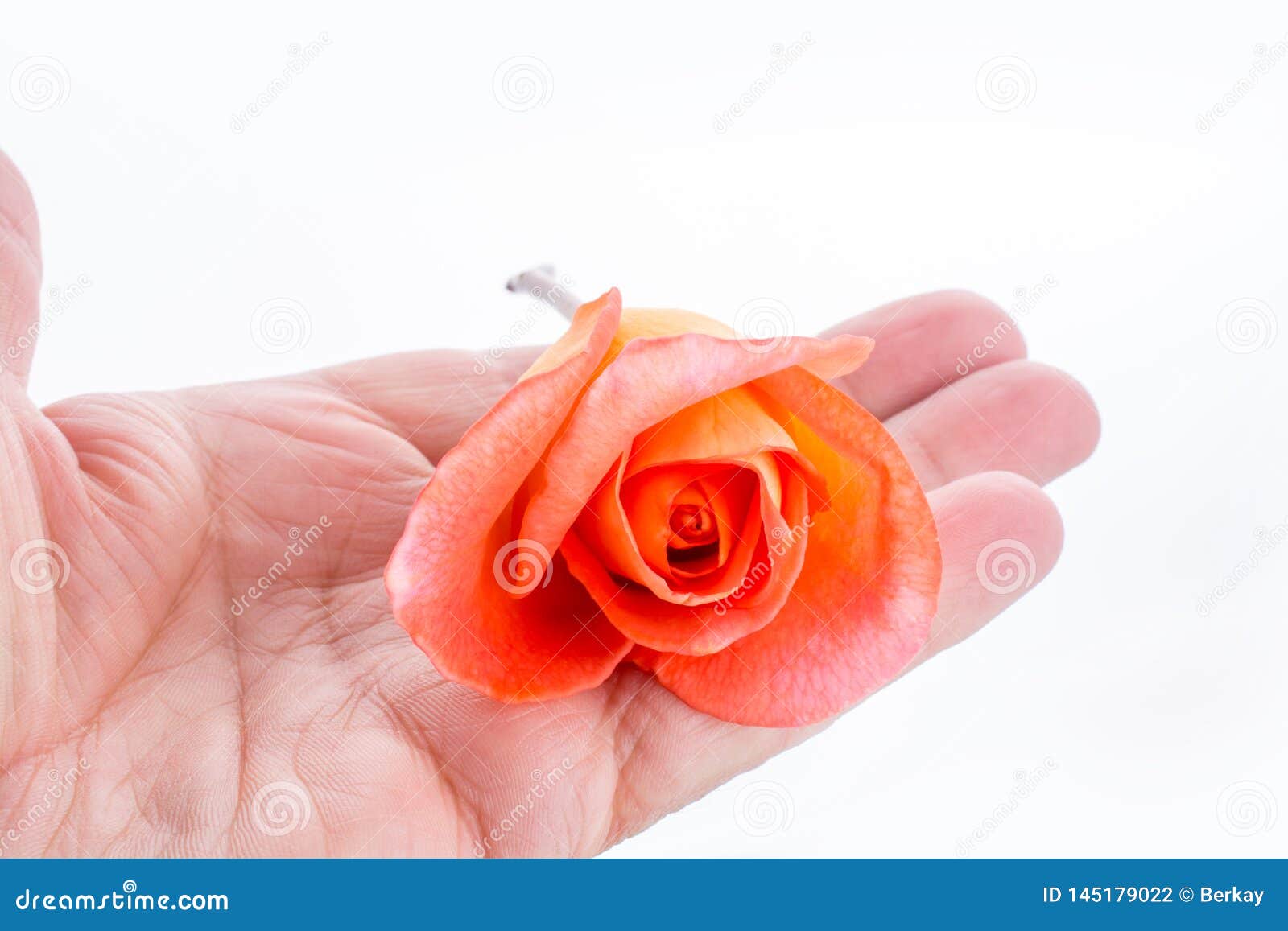 Hand holding a rose stock photo. Image of abstract, symbol - 145179022