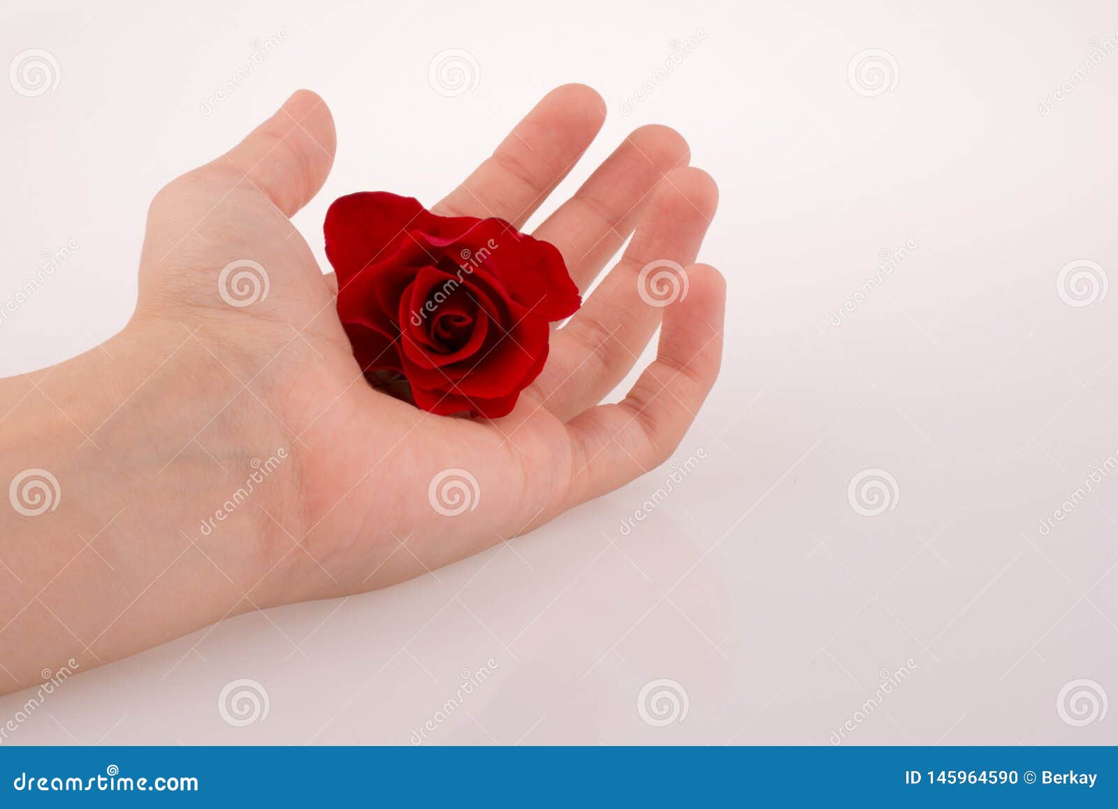 Hand holding a rose stock photo. Image of spring, beauty - 145964590