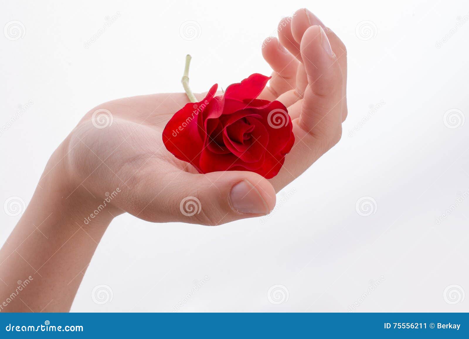 Hand holding a rose stock image. Image of fresh, petal - 75556211