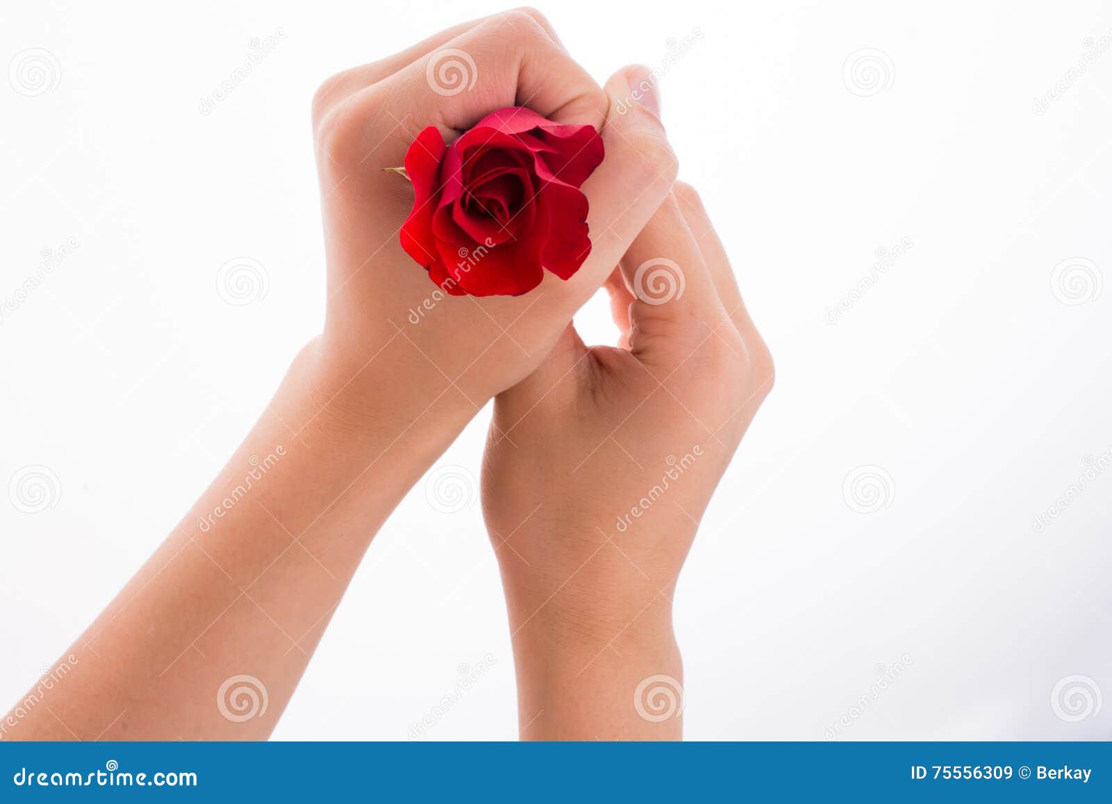 Hand holding a rose stock image. Image of beauty, growth - 75556309