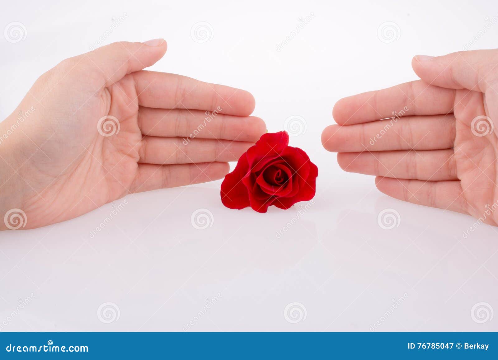 Hand holding a rose stock image. Image of meadow, rose - 76785047