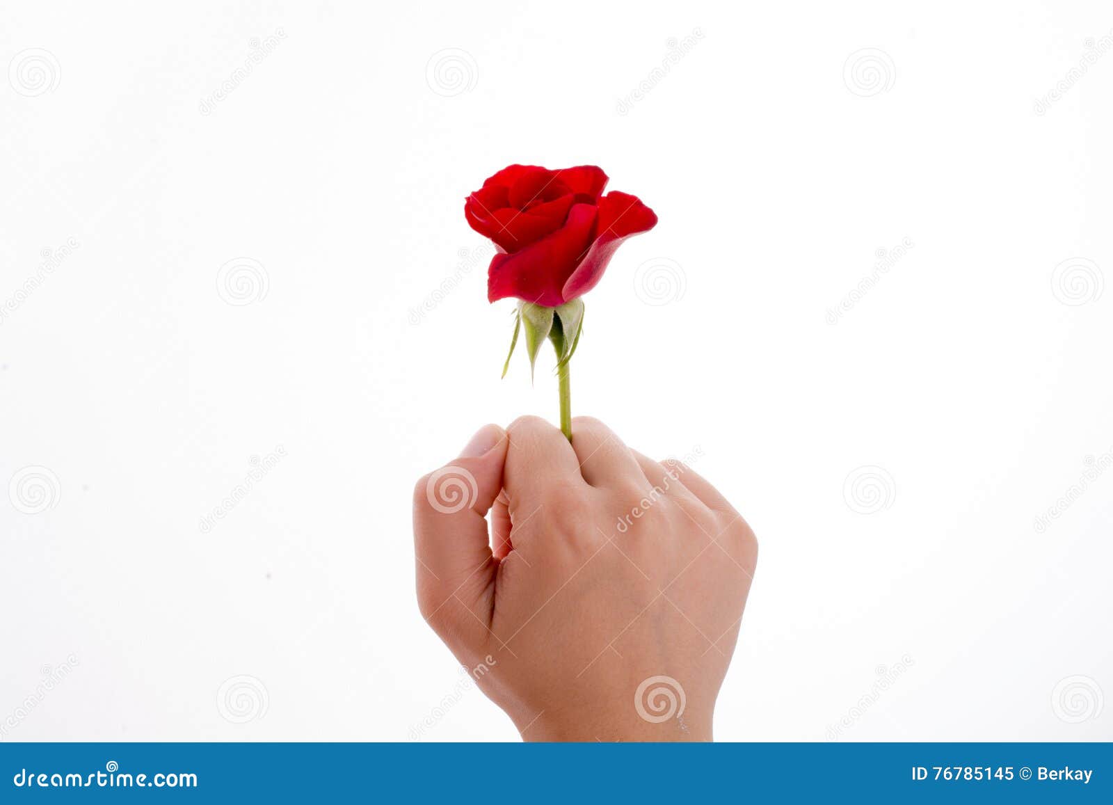 Hand holding a rose stock image. Image of romance, flower - 76785145
