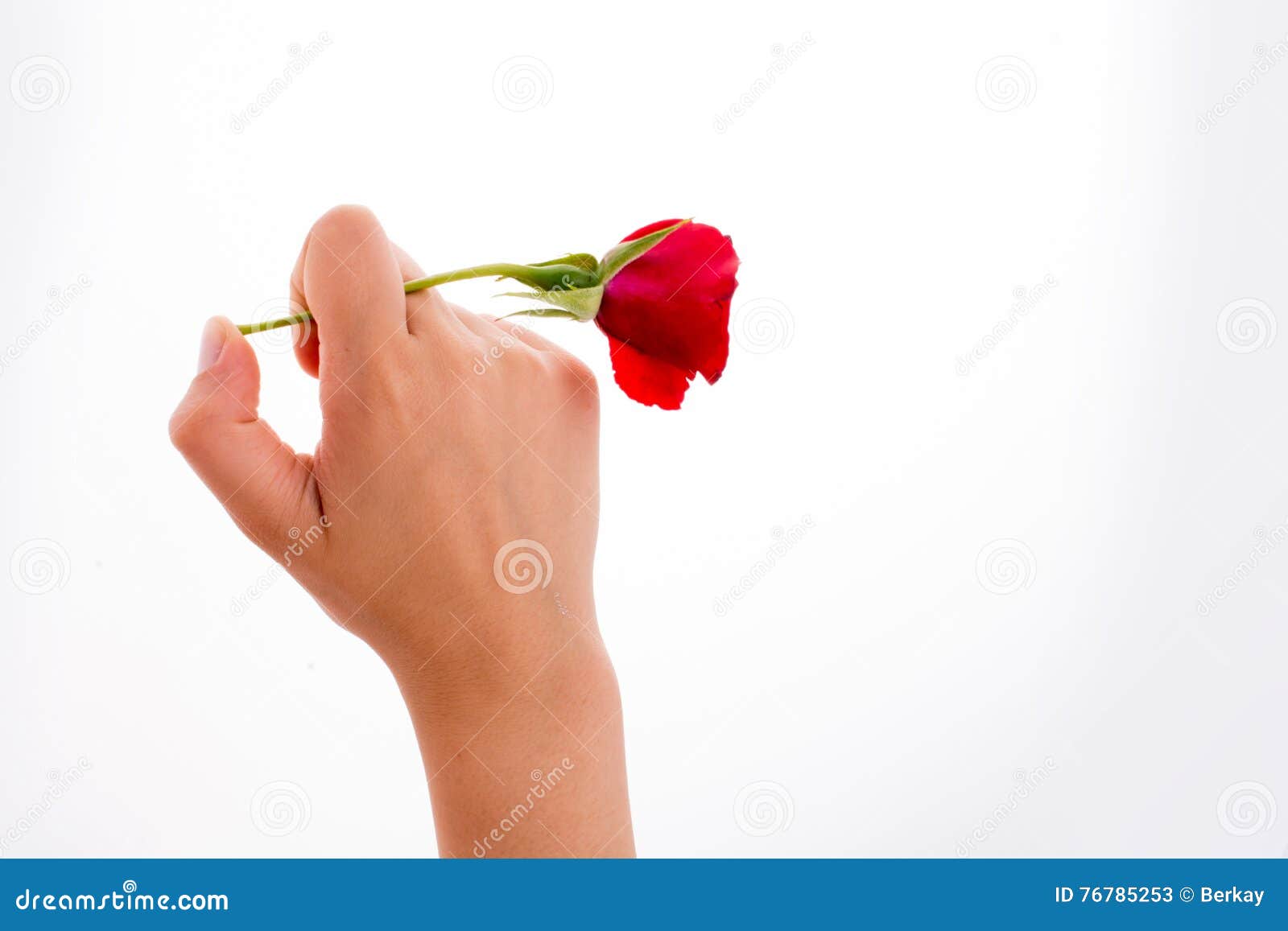 Hand holding a rose stock image. Image of garden, abstract - 76785253