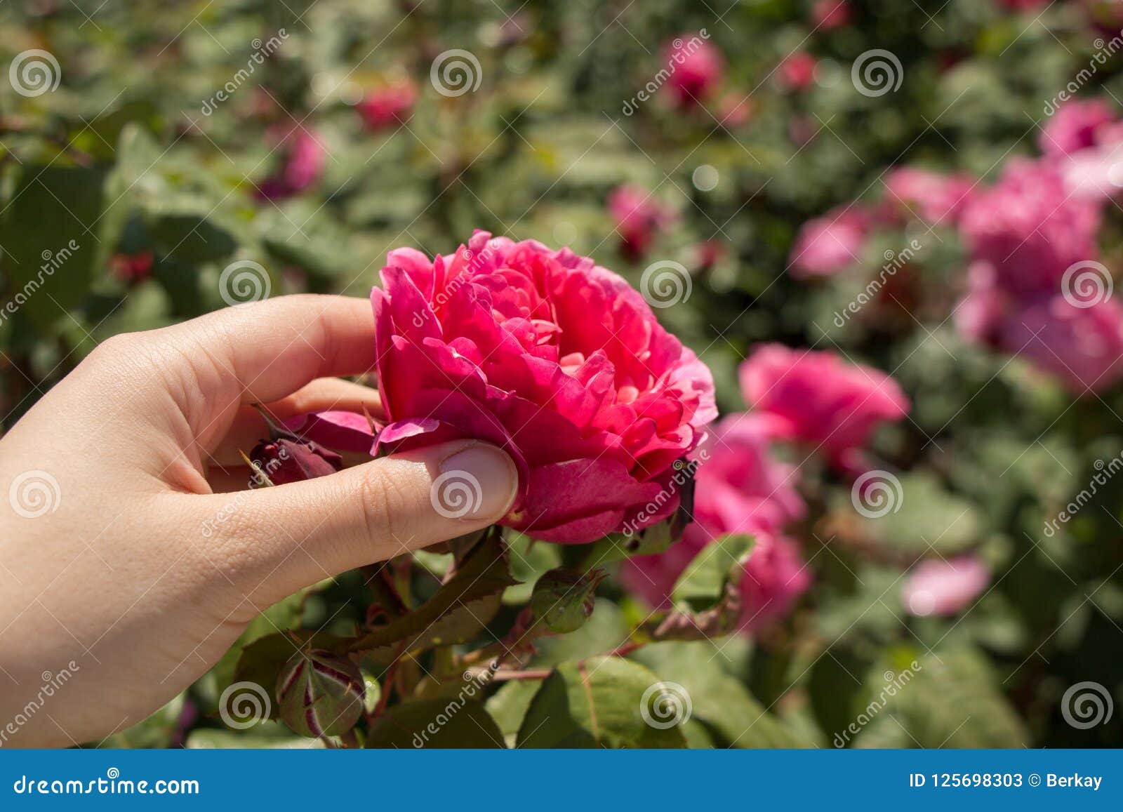 Hand Holding Rose in in Spring Garden Stock Image - Image of garden ...