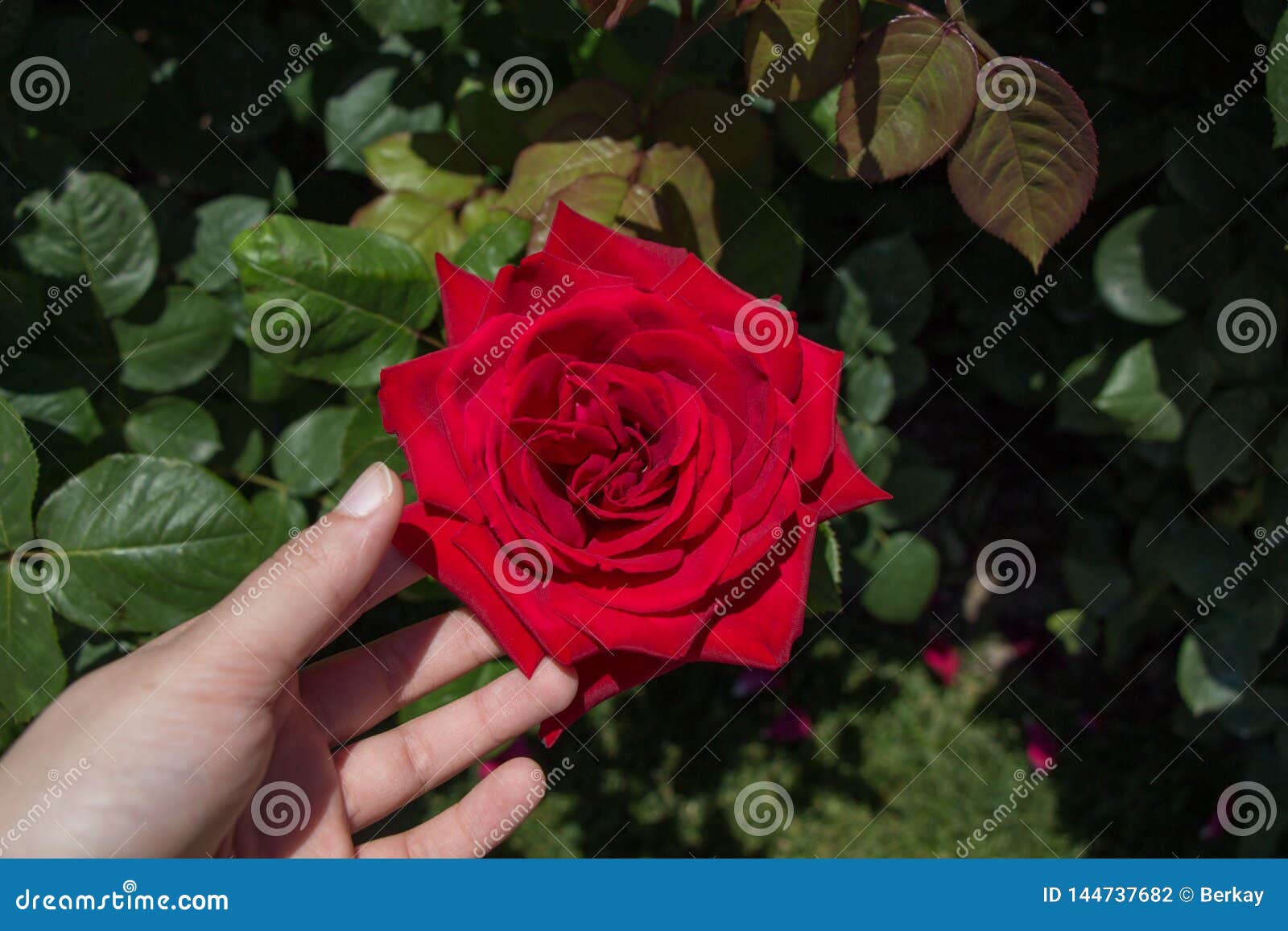 Hand Holding Rose in in Spring Garden Stock Photo - Image of blossoming ...
