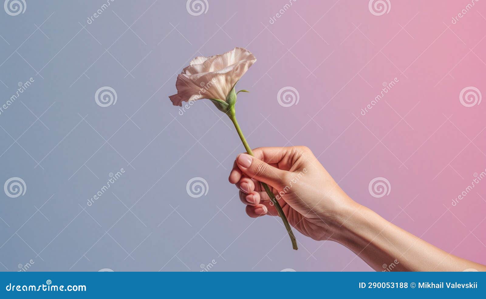 Hand holding roses stock illustration. Illustration of mockup - 290053188