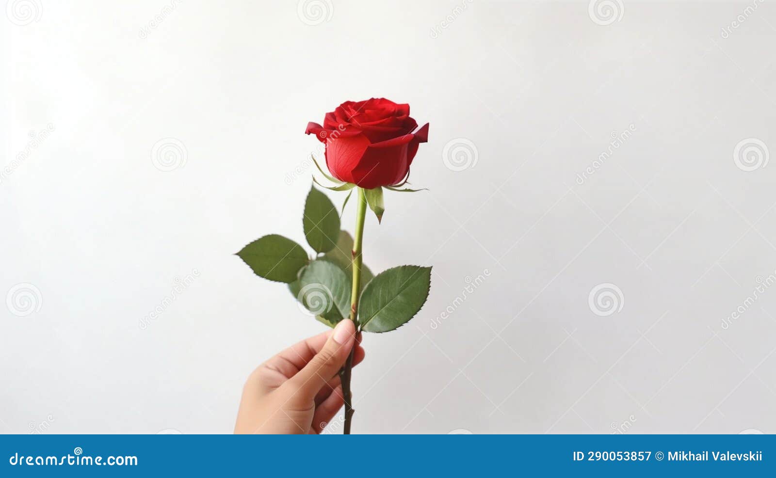 Hand holding roses stock illustration. Illustration of beautiful ...