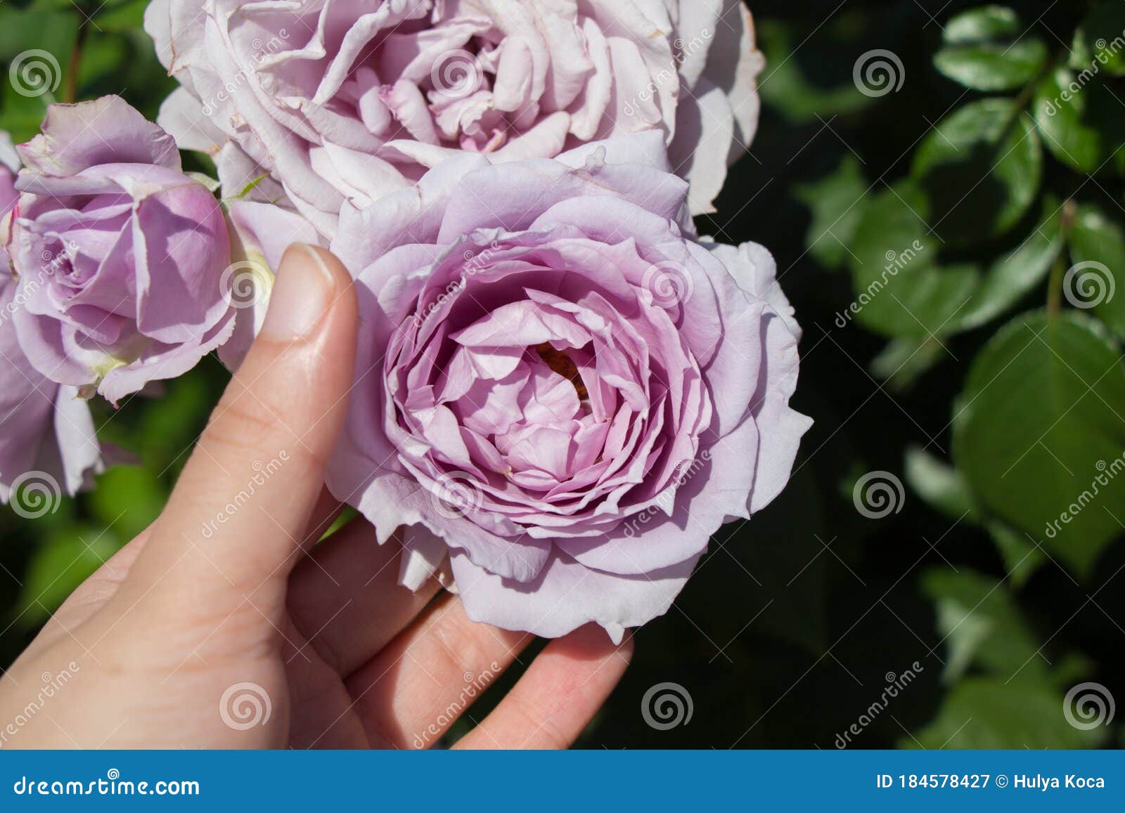 Hand Holding Roses in a Rose Garden Stock Image - Image of beautiful ...