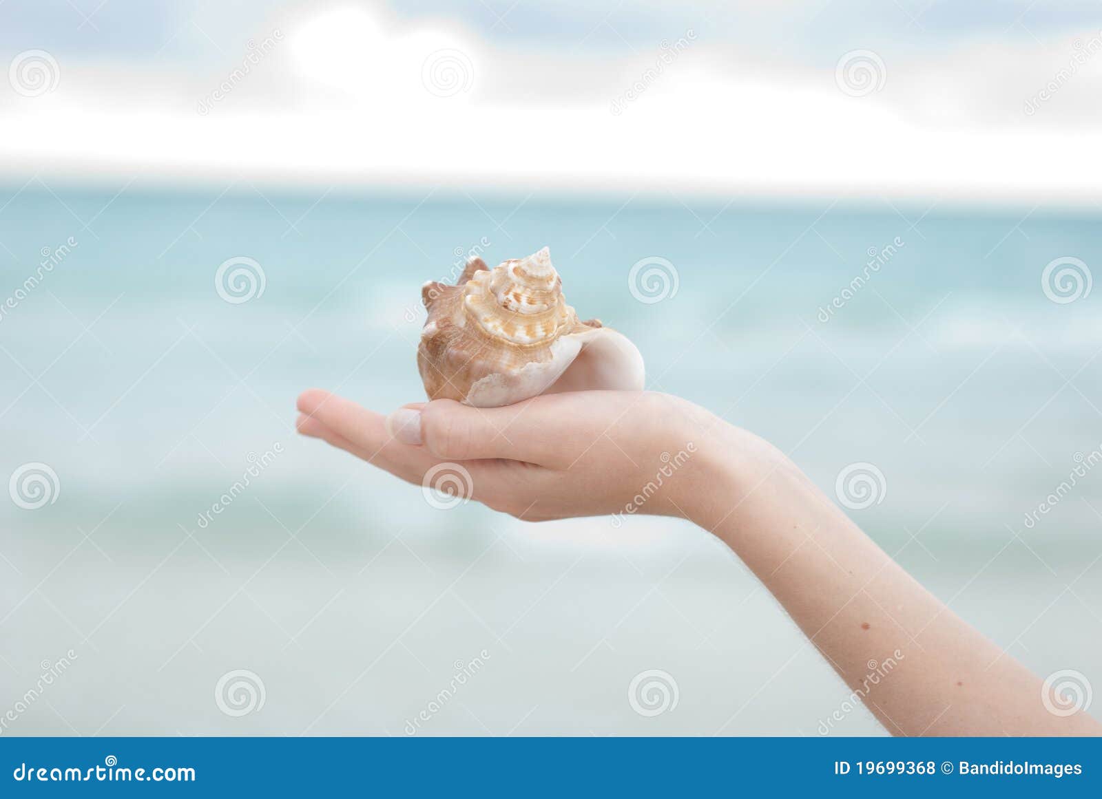 Hand holding a sea shell stock photo. Image of outdoor - 19699368