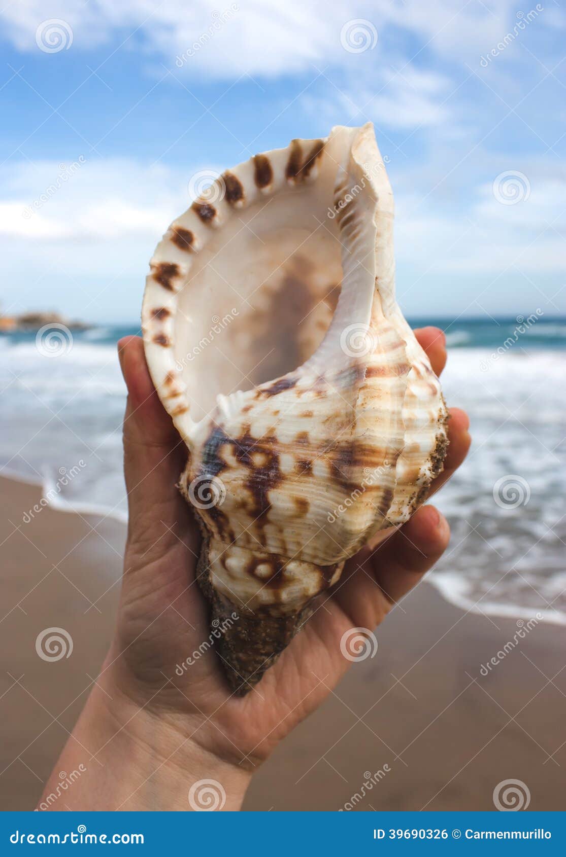 Hand holding a sea shell stock photo. Image of happiness - 39690326