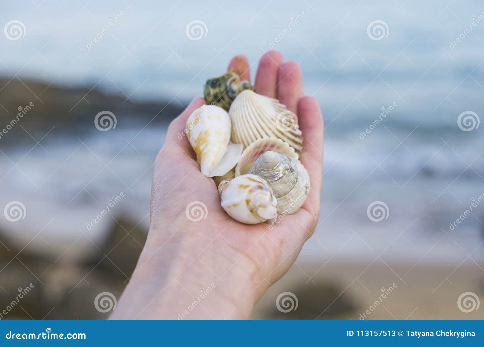 Hand holding sea shells stock image. Image of animal - 113157513