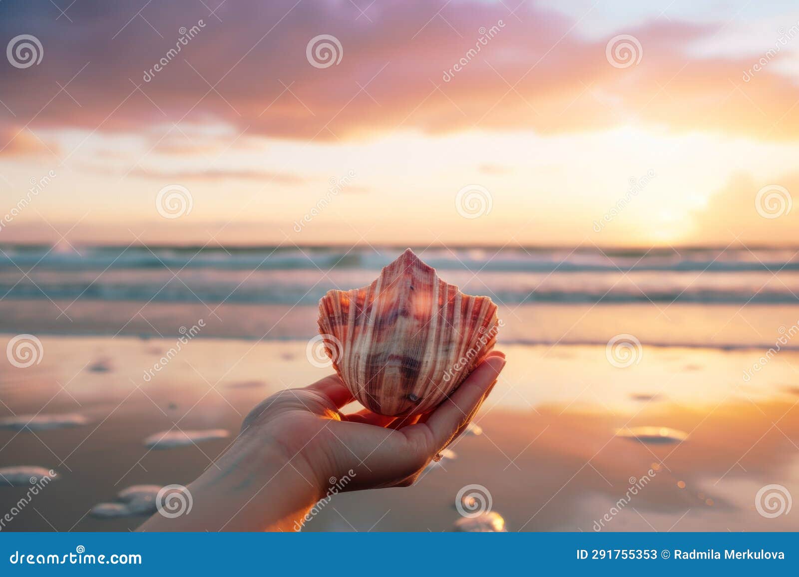 Hand holding a seashell stock image. Image of natural - 291755353