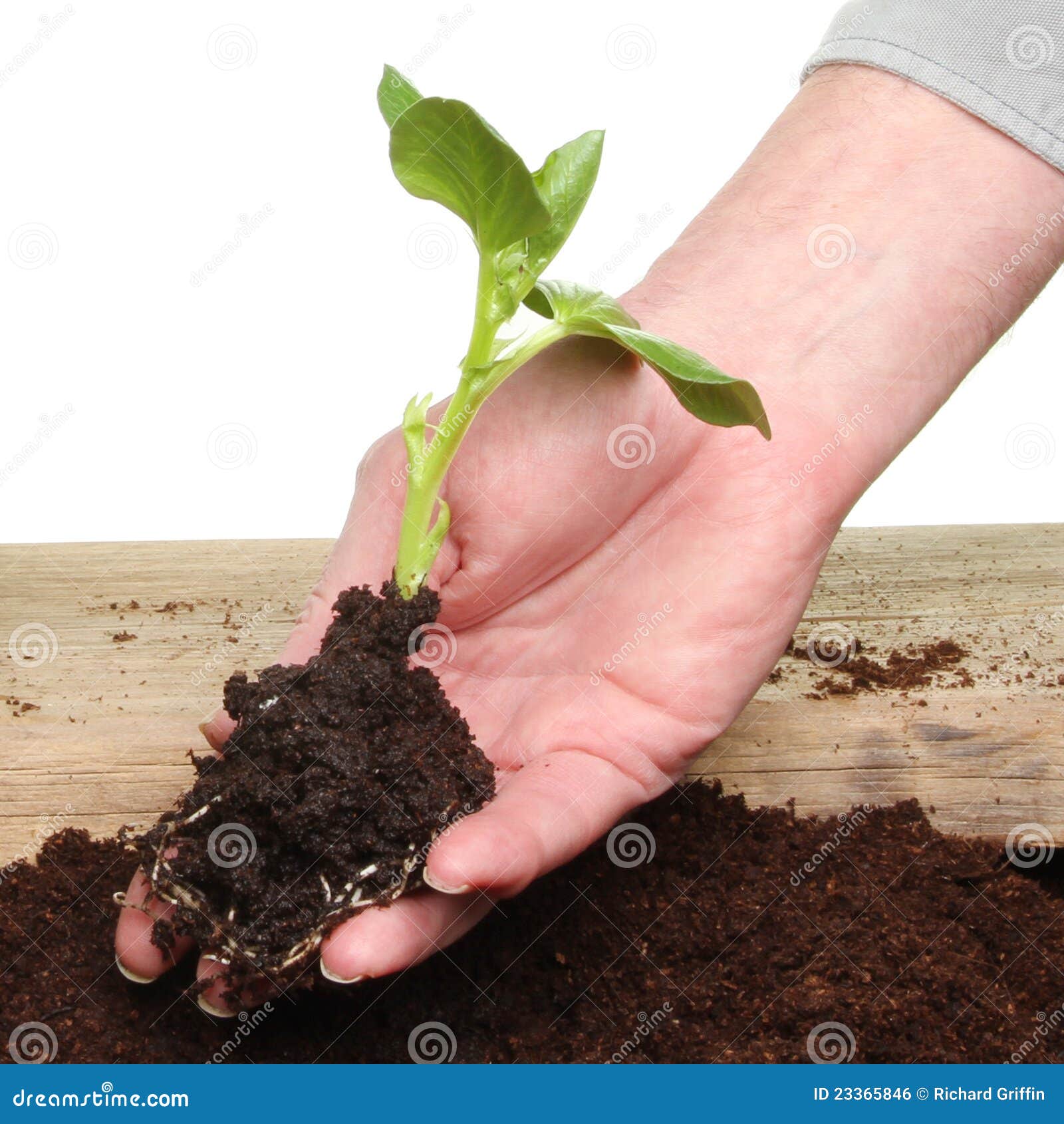 Hand holding seedling stock photo. Image of gardenning - 23365846
