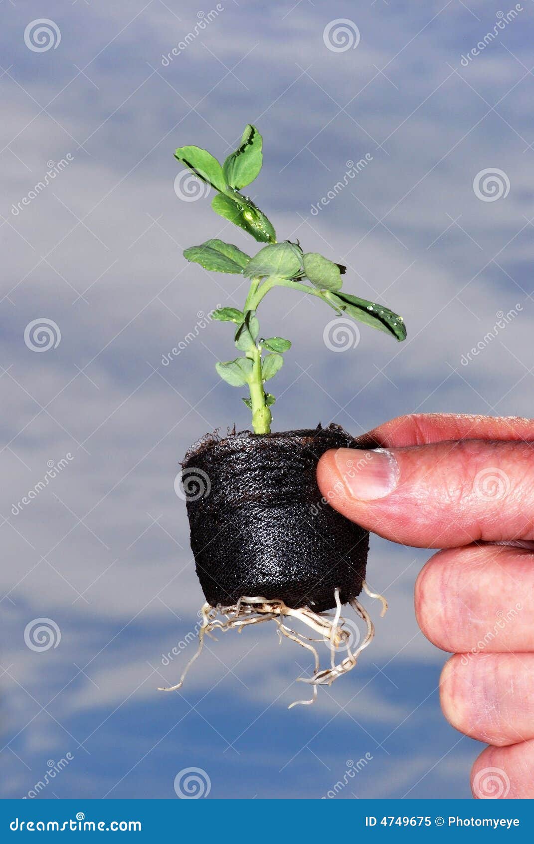 Hand holding seedling stock image. Image of close, holds - 4749675