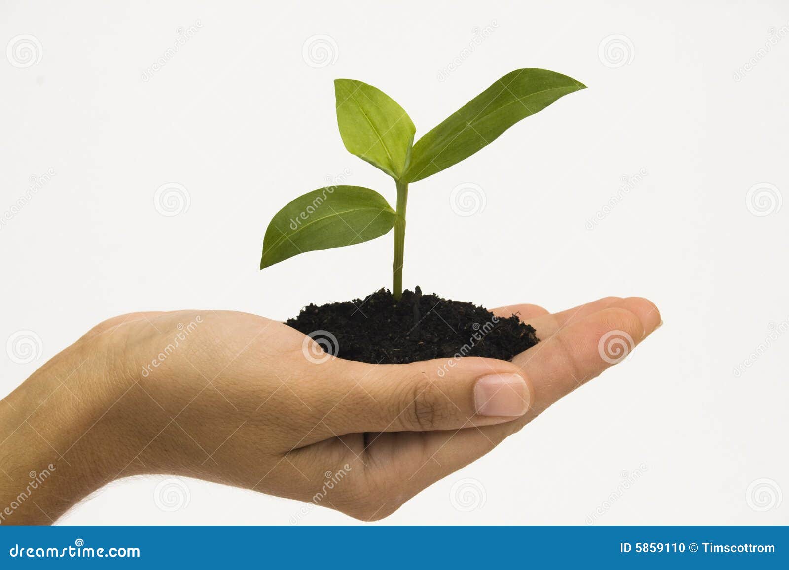 Hand holding seedling stock photo. Image of ecology, fragility - 5859110