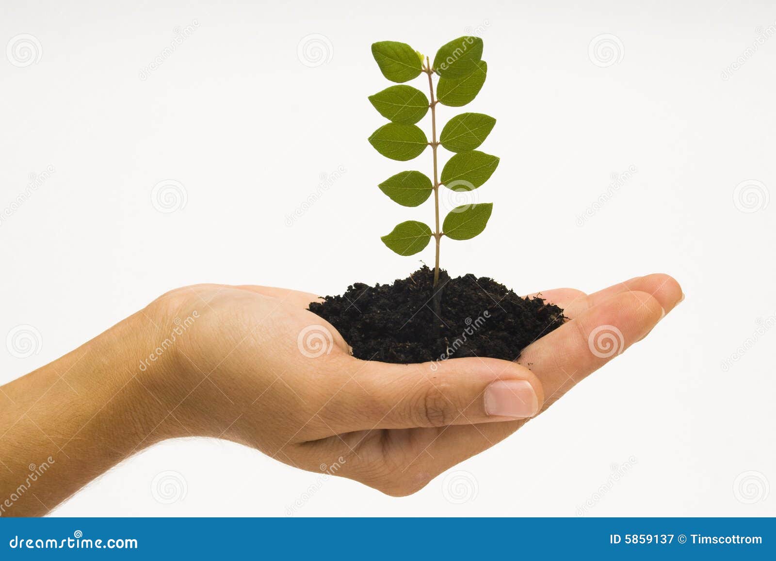 Hand holding seedling stock image. Image of environmental - 5859137