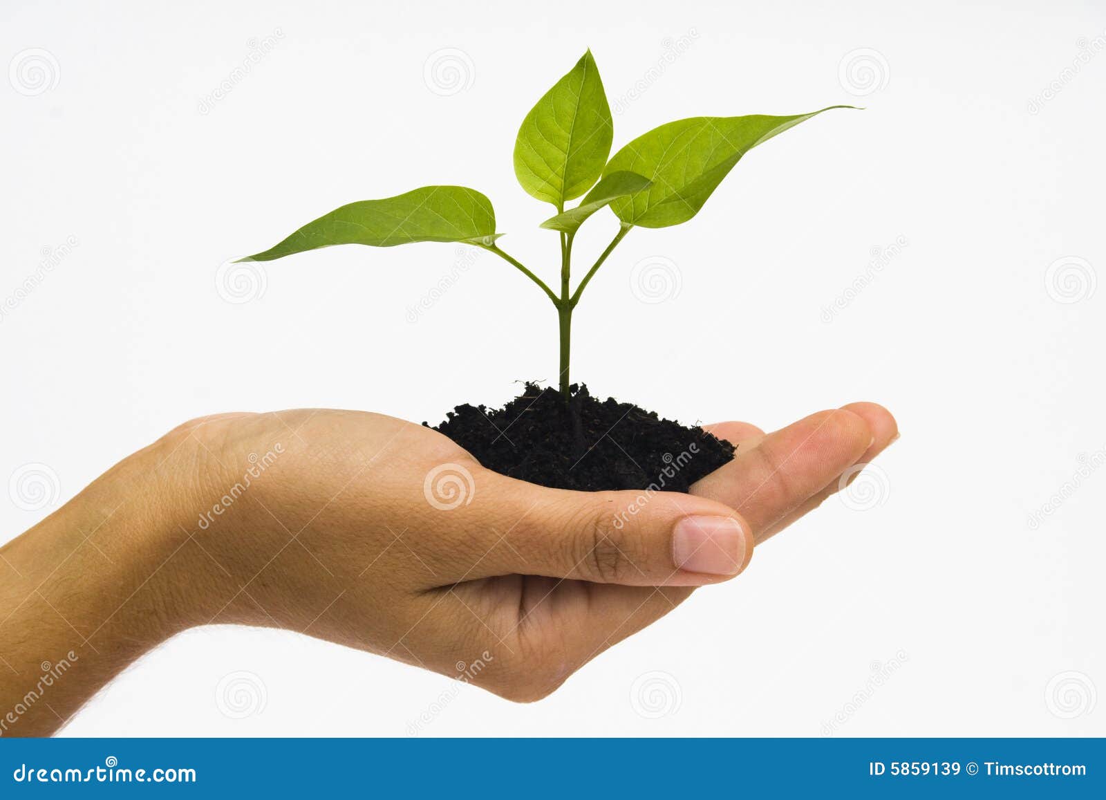 Hand Holding Seedling Royalty Free Stock Images - Image: 5859139