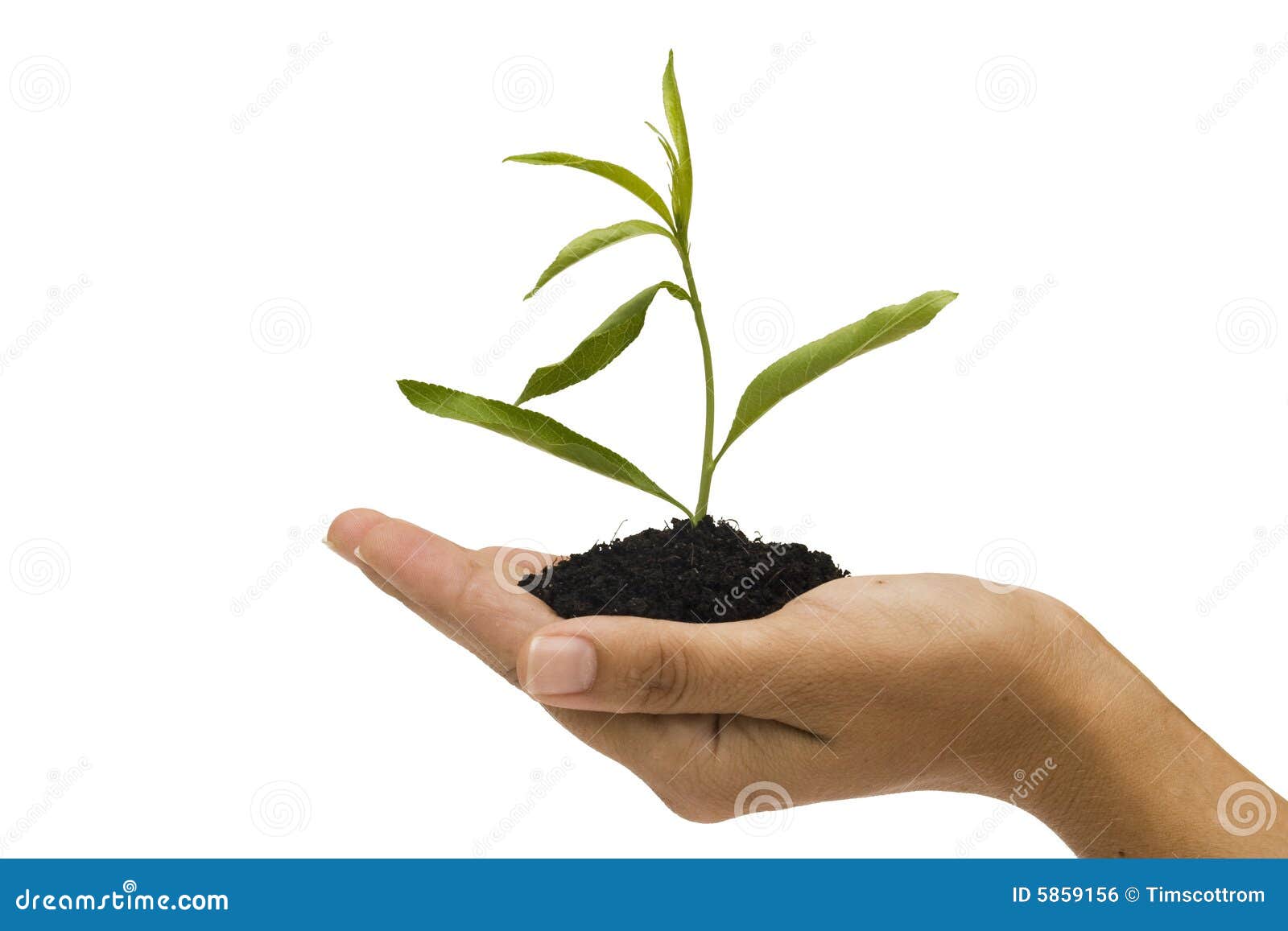 Hand holding seedling stock photo. Image of ecology, beauty - 5859156