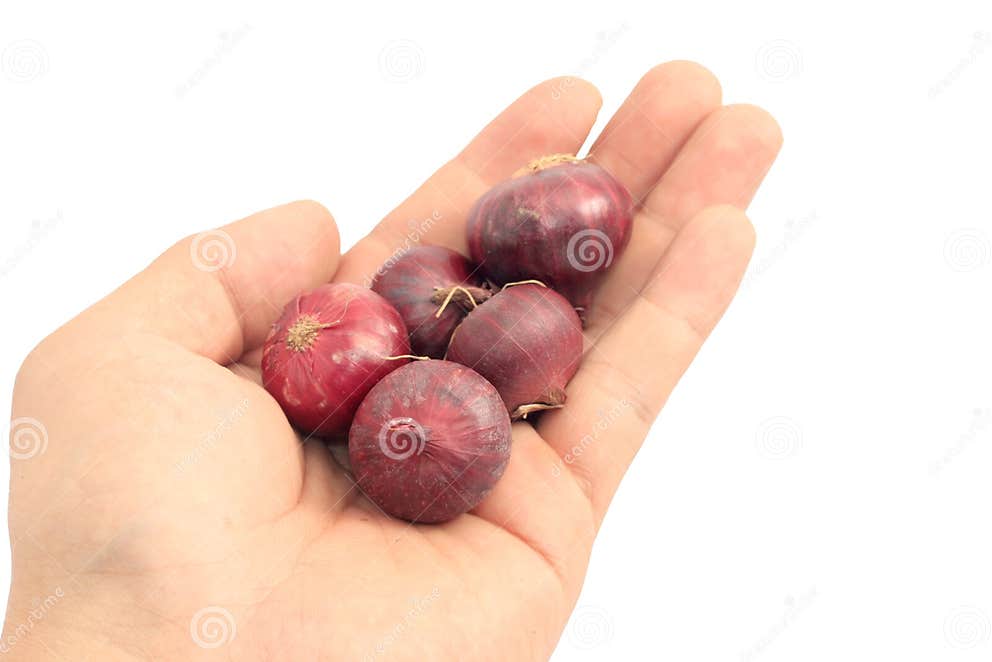 Hand holding a shallot stock photo. Image of natural - 35740064