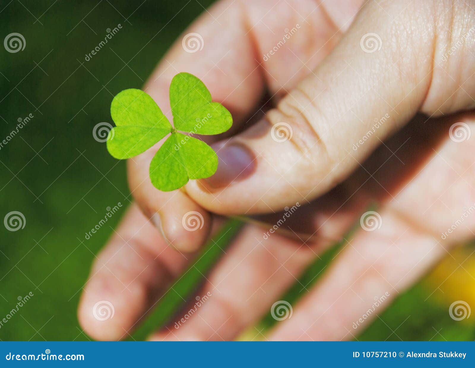 Hand holding shamrock stock photo. Image of close, fortune - 10757210