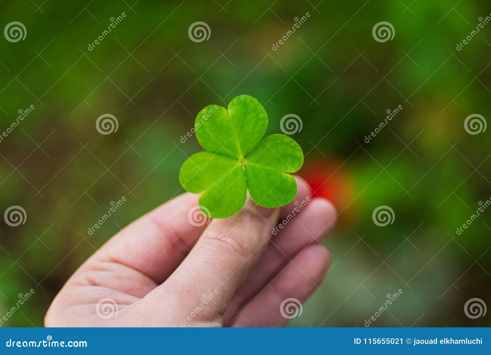 Hand Holding a Shamrock Clover Stock Image - Image of concept, growth ...