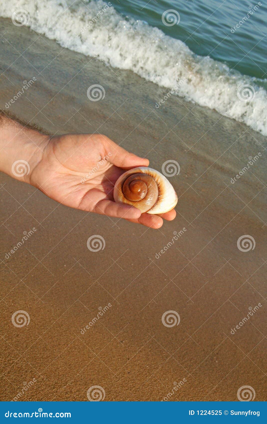 Hand holding a shell stock image. Image of shell, sand - 1224525