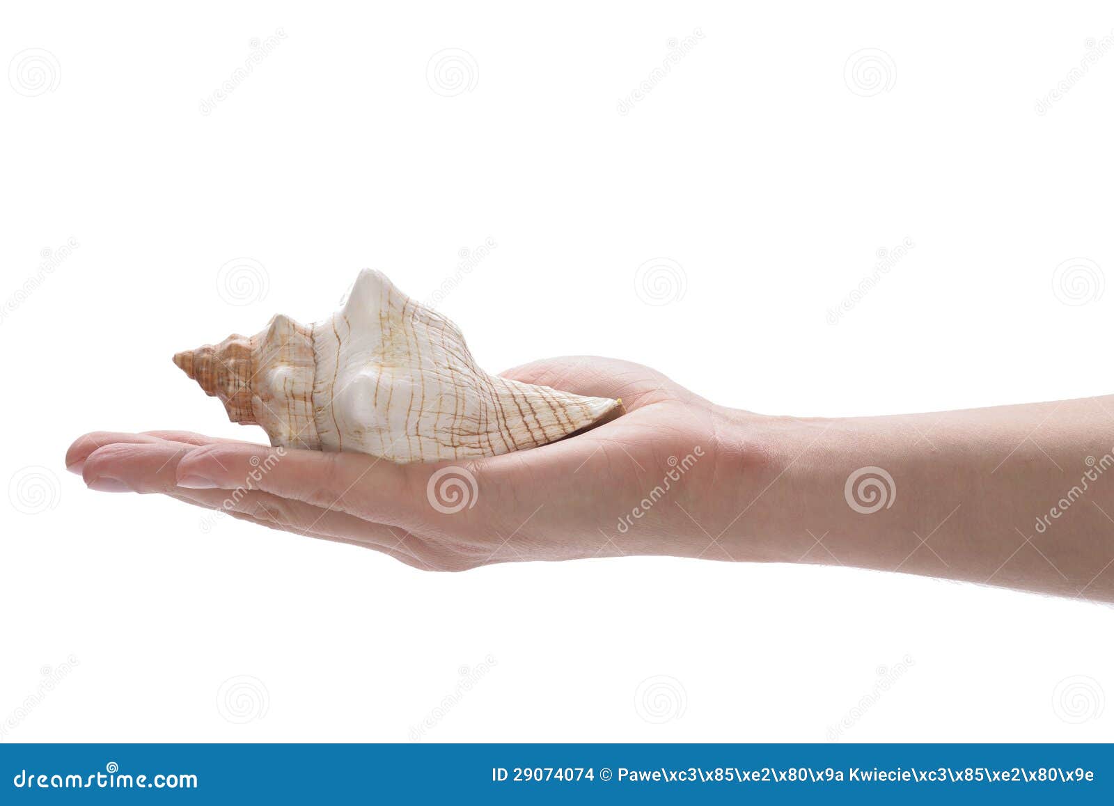 Hand holding a shell stock photo. Image of holding, caring - 29074074