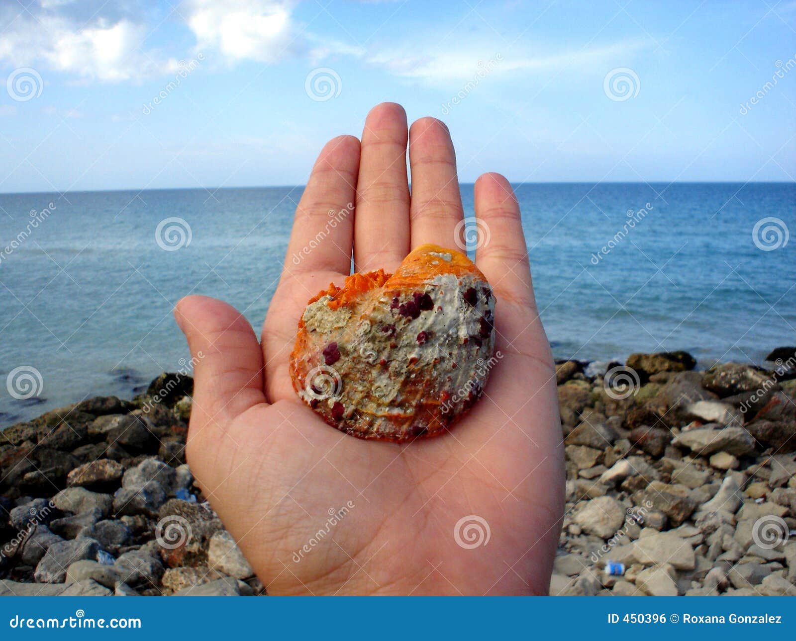 Hand holding a shell stock photo. Image of coralreef, ocean - 450396