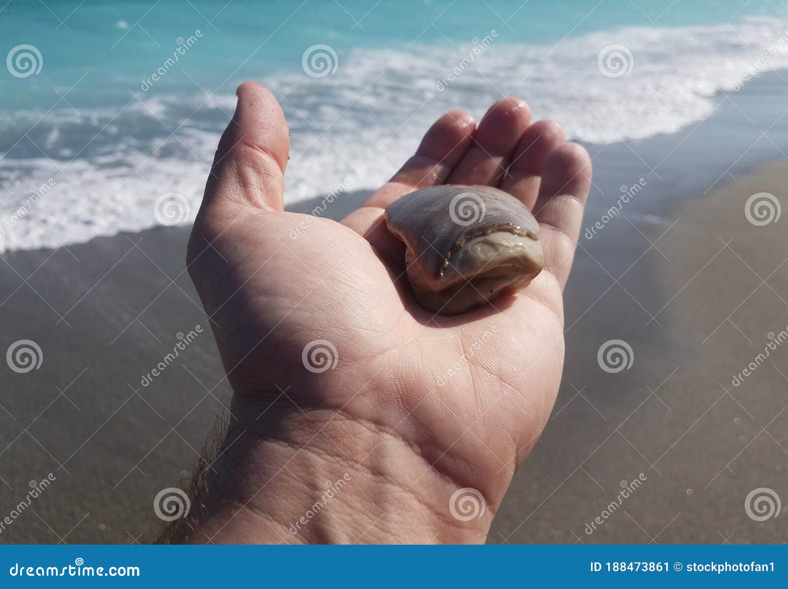 Hand Holding Shell at the Beach with Waves Stock Image - Image of coast ...