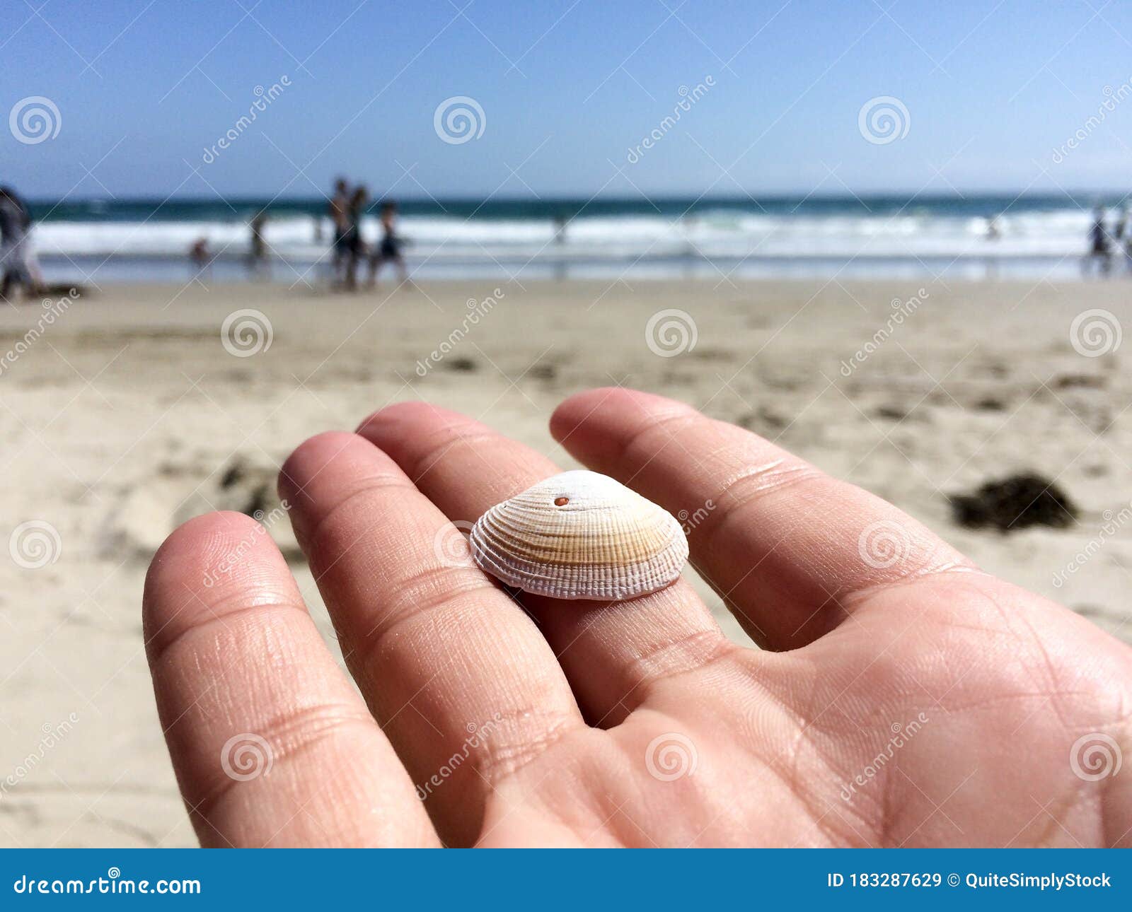 Hand Holding Shell at the Beach with Waves and Sand Sunny Day Stock ...
