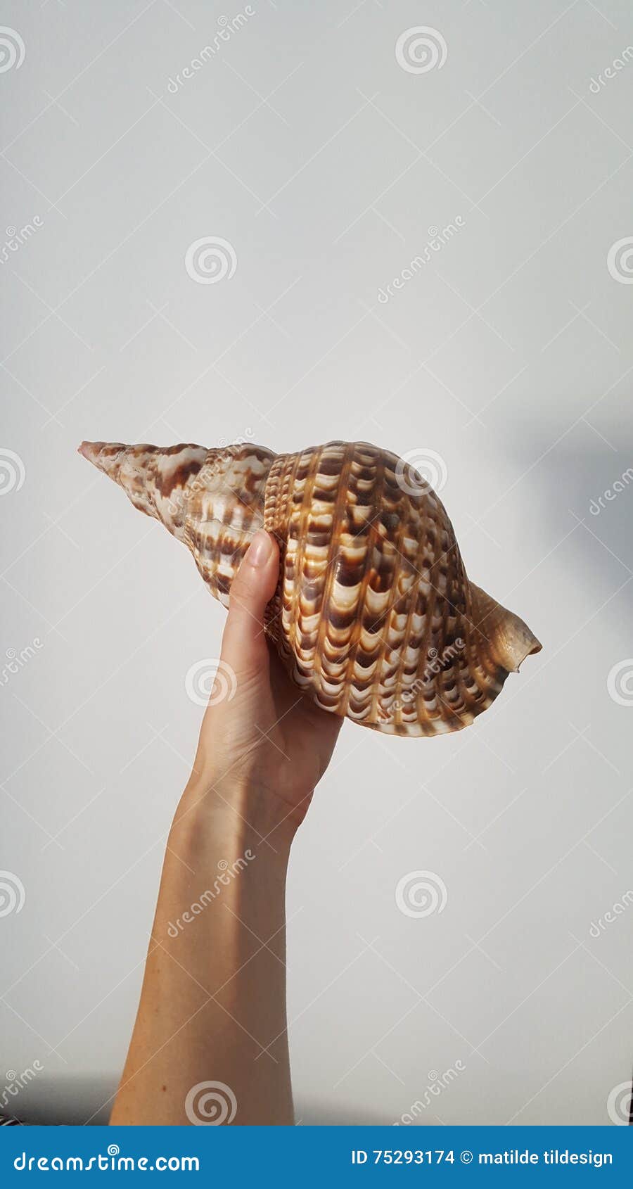 Hand holding shell stock photo. Image of keeping, hand - 75293174