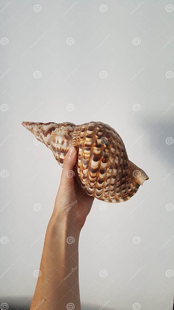Hand holding shell stock photo. Image of keeping, hand - 75293174